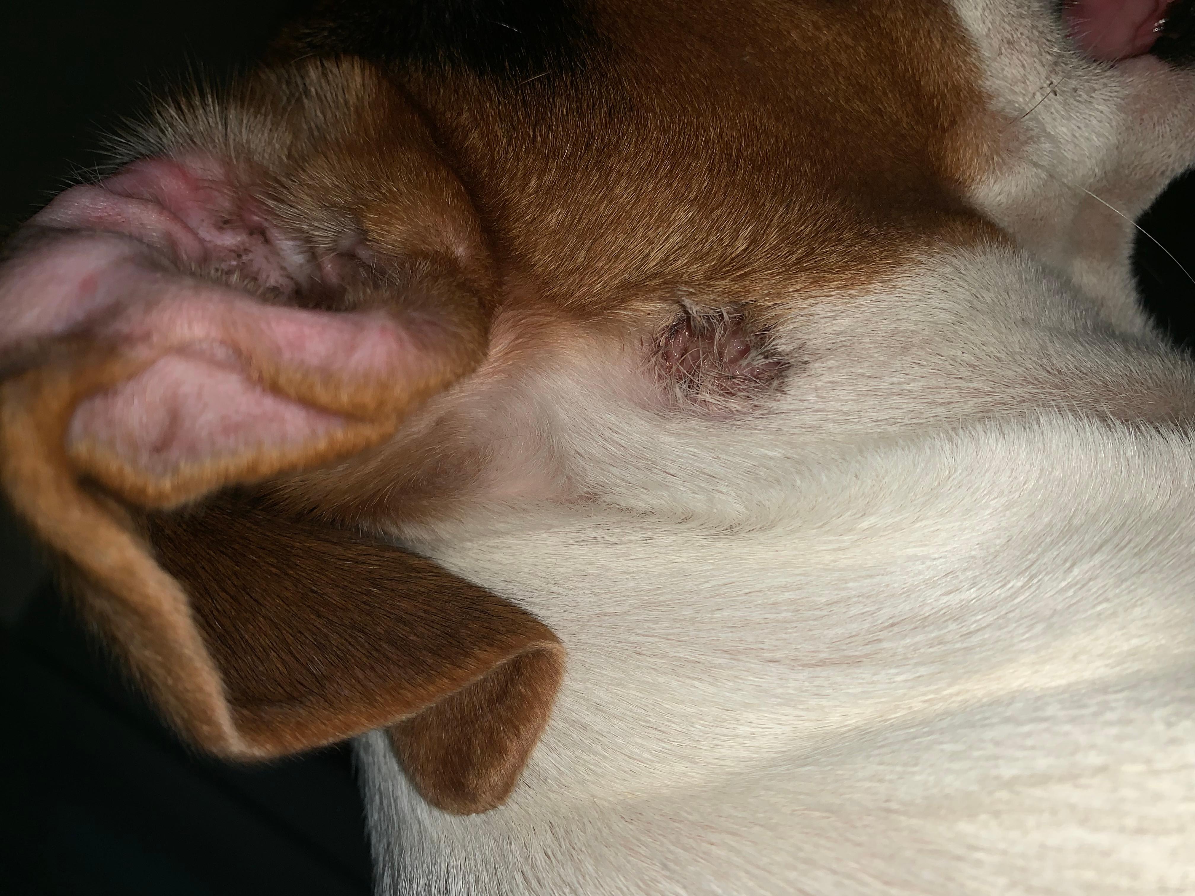 My dog has a red spot and is scratching his ear. What is it? | Petco