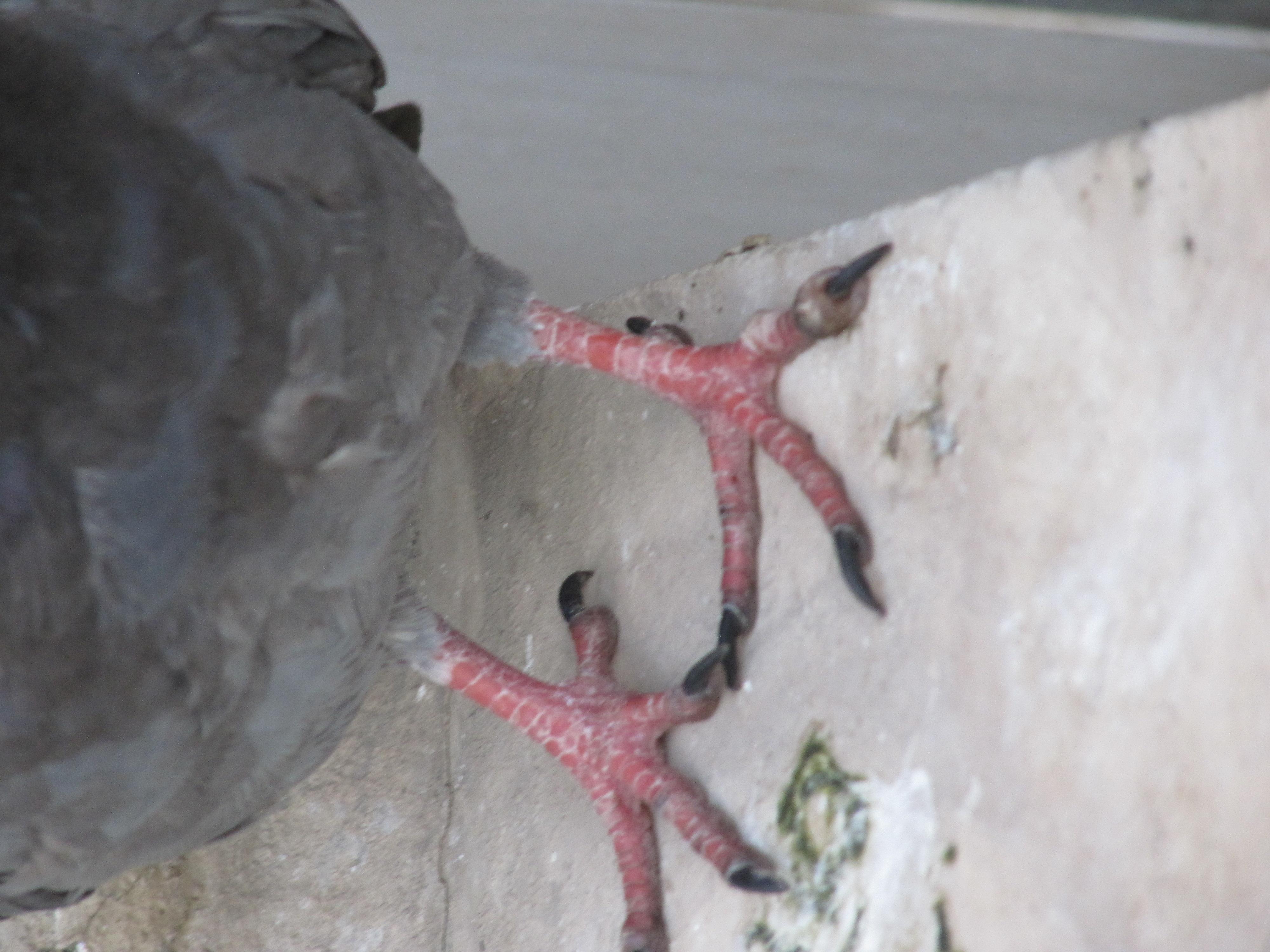 My wild pigeon has a bump on foot. How can I help it? | Petco