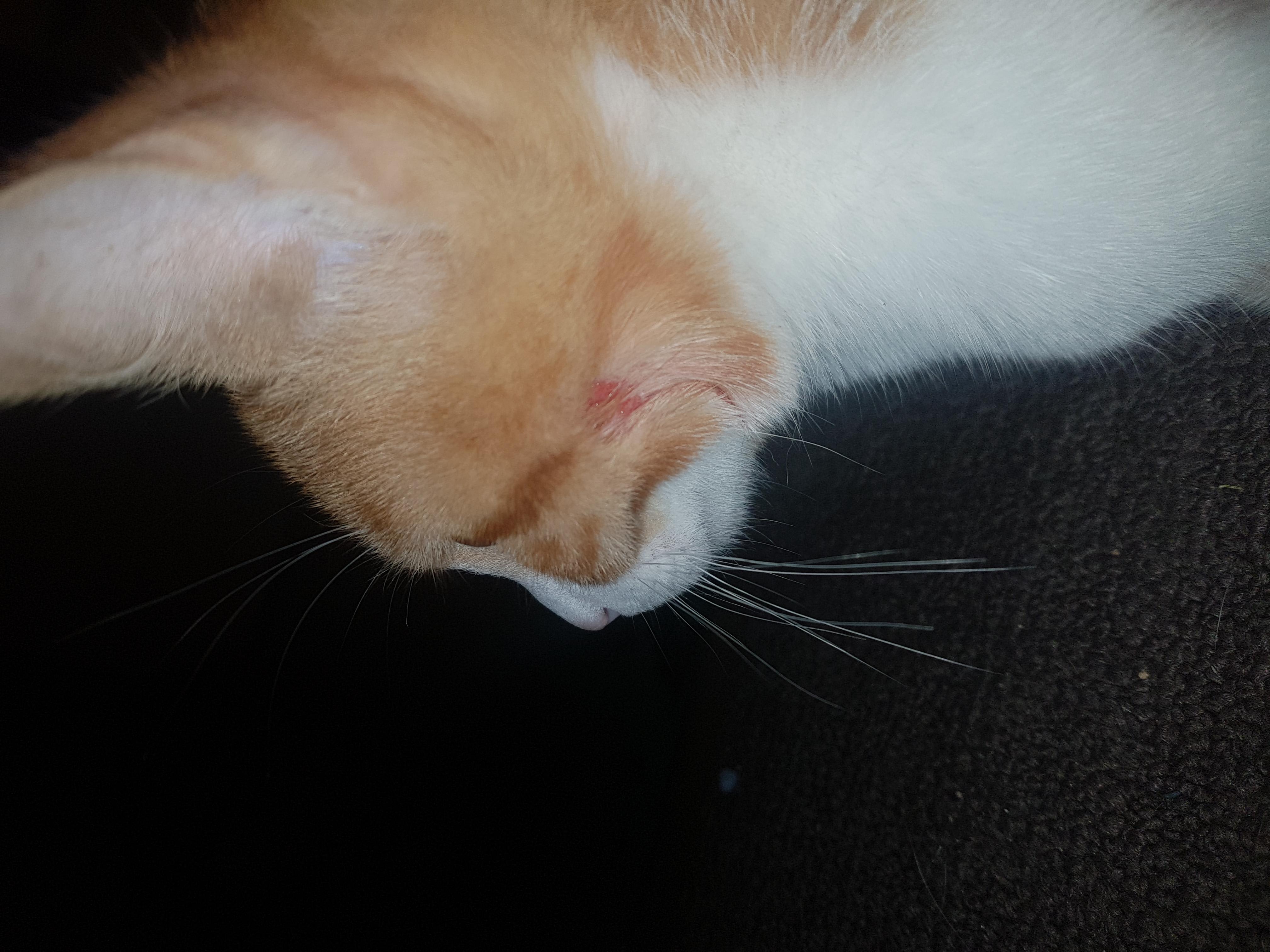 Kitten's cheek scab fell off, raw & bleeding. What's wrong? | Petco