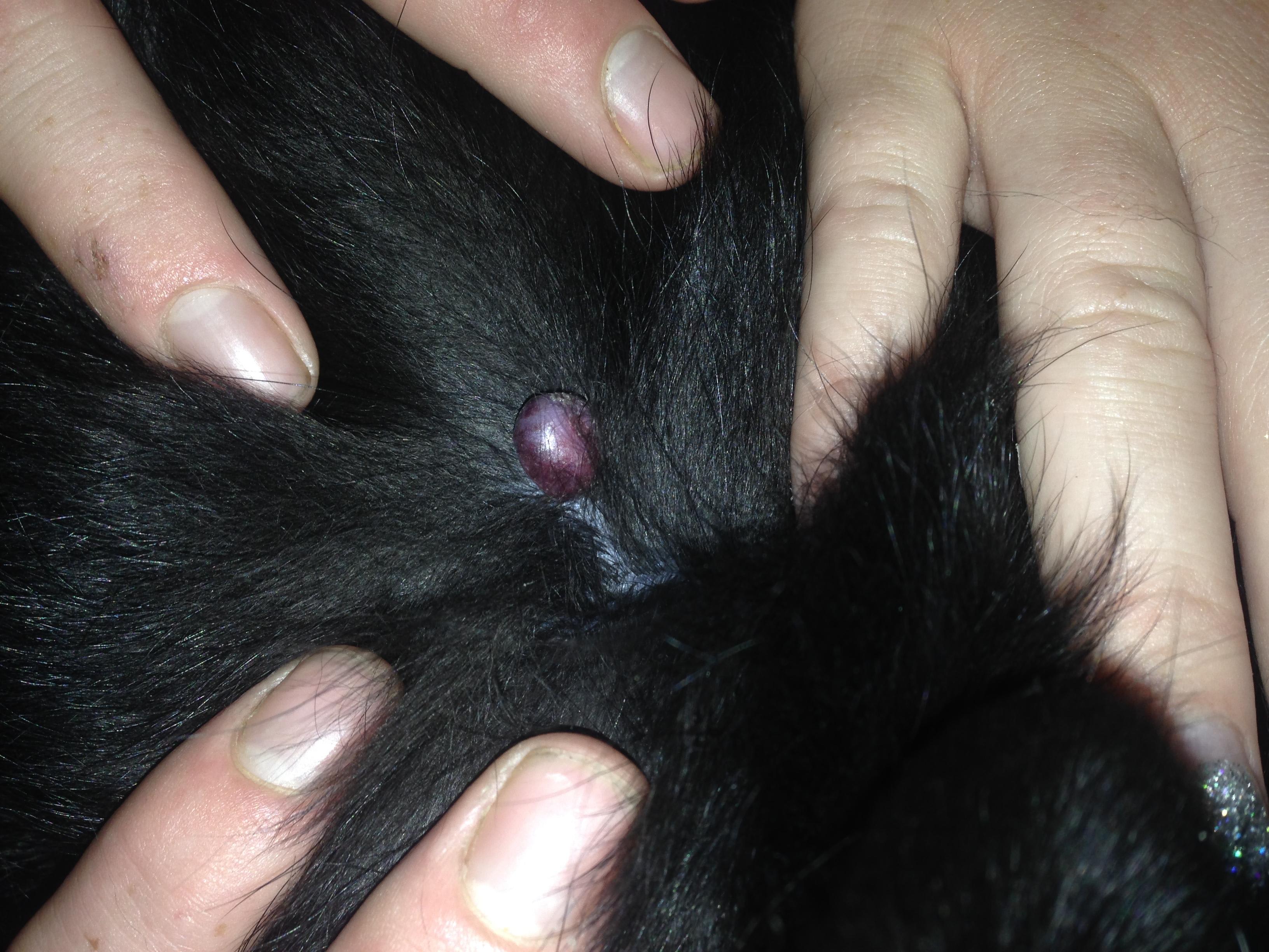 Purple, Grape-Sized Lump on Your Dog's Shoulder? Find Out Now | Petco