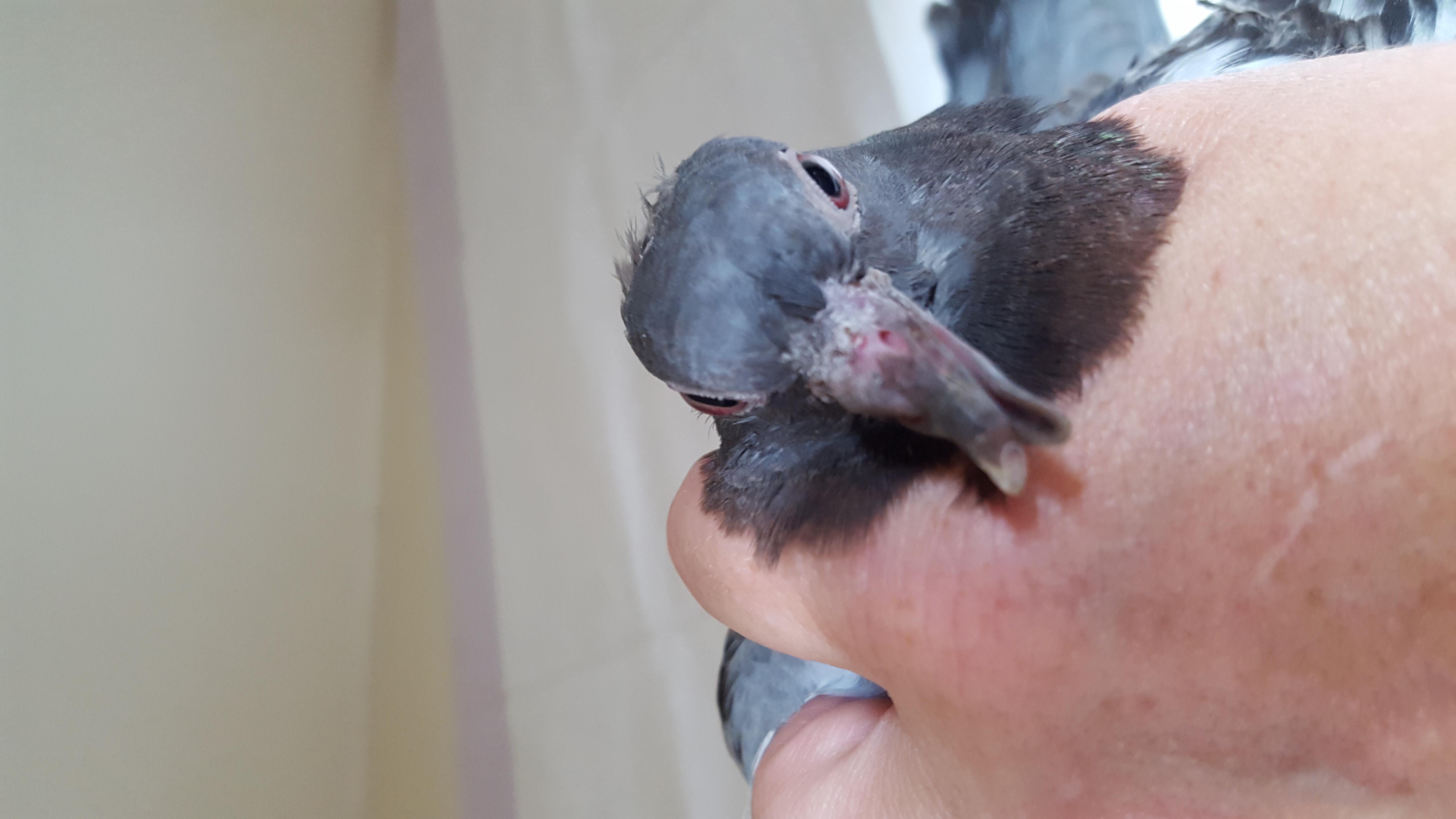 How to Feed a Young Pigeon with Scissor Beak: Amount & Frequency | Petco