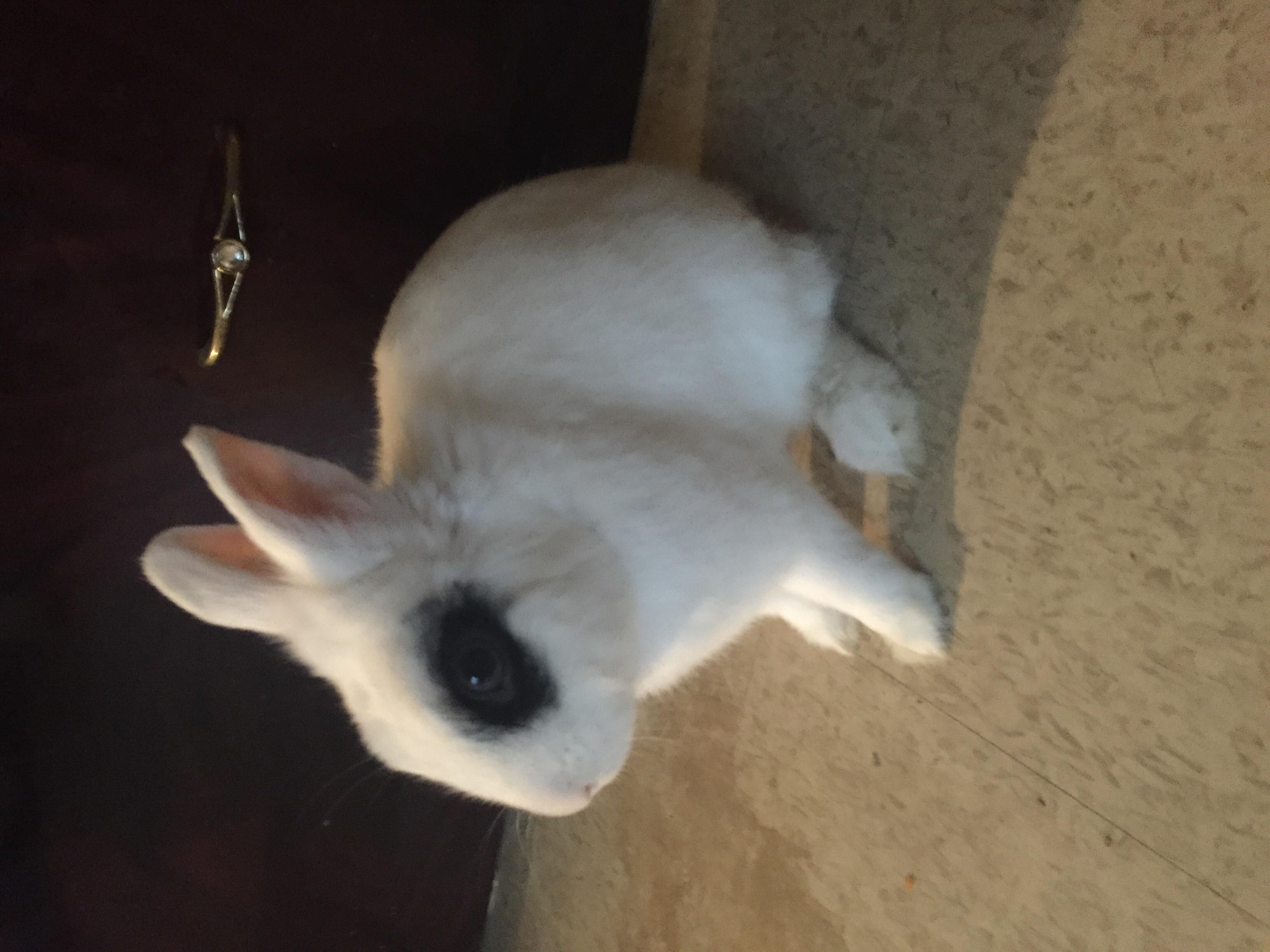Identify Your Rabbit's Breed: What Kind of Bunny Is This? | Petco