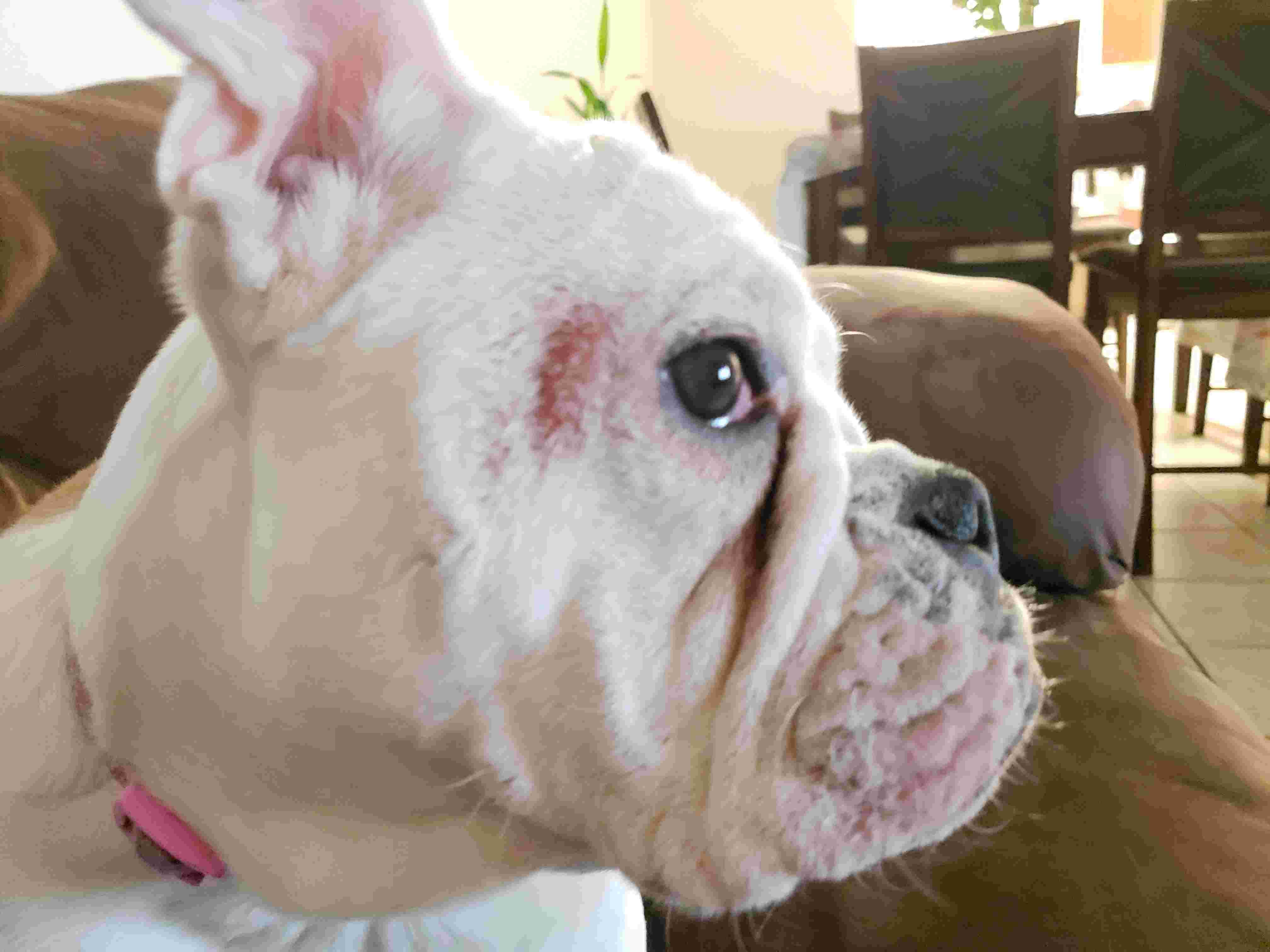 Why Is Your Dog Scratching Eye, Mouth, Losing Hair? Get Help | Petco