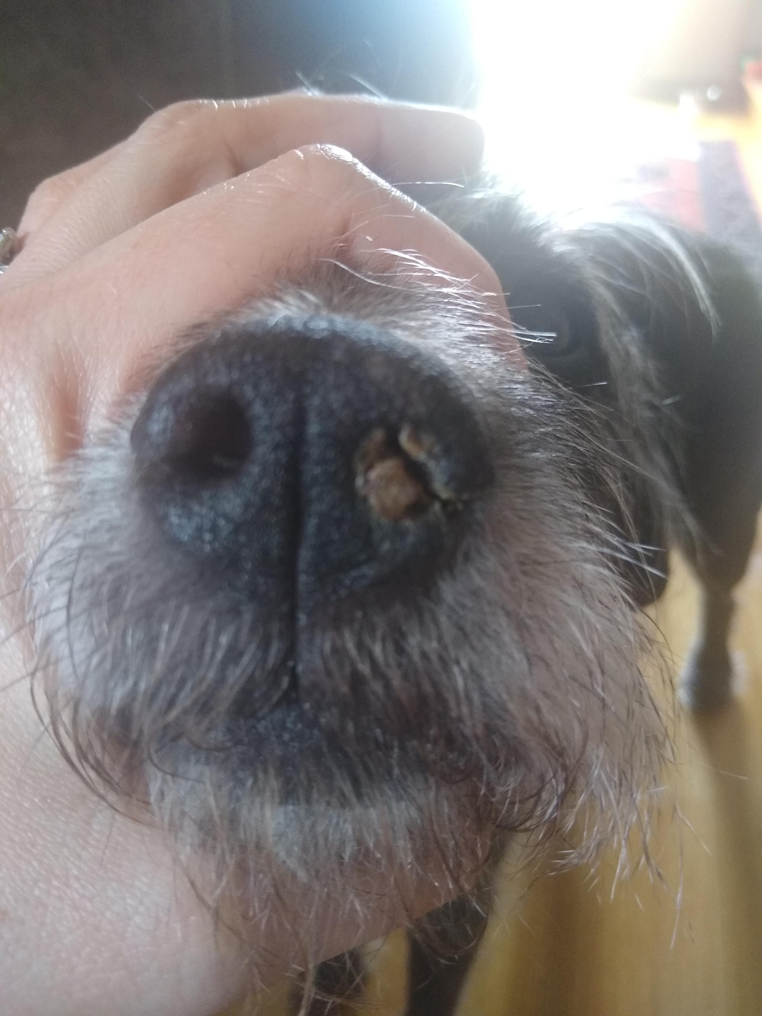 Why is my dog's nose crusty on one side or inside? Is it serious? | Petco
