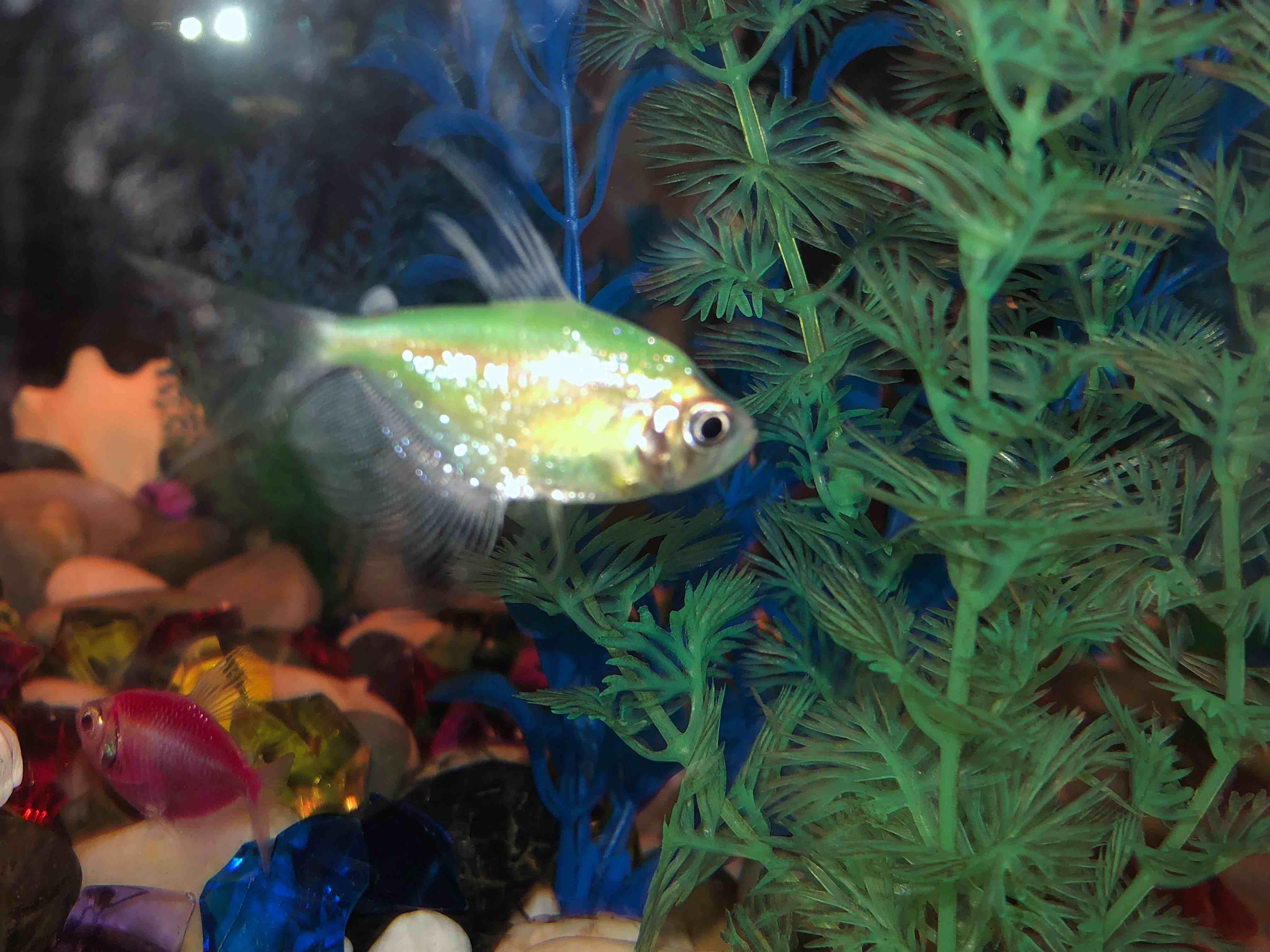 Why Does My Tropical Tetra Have a Cut Fin? Fin Rot or Injury? | Petco