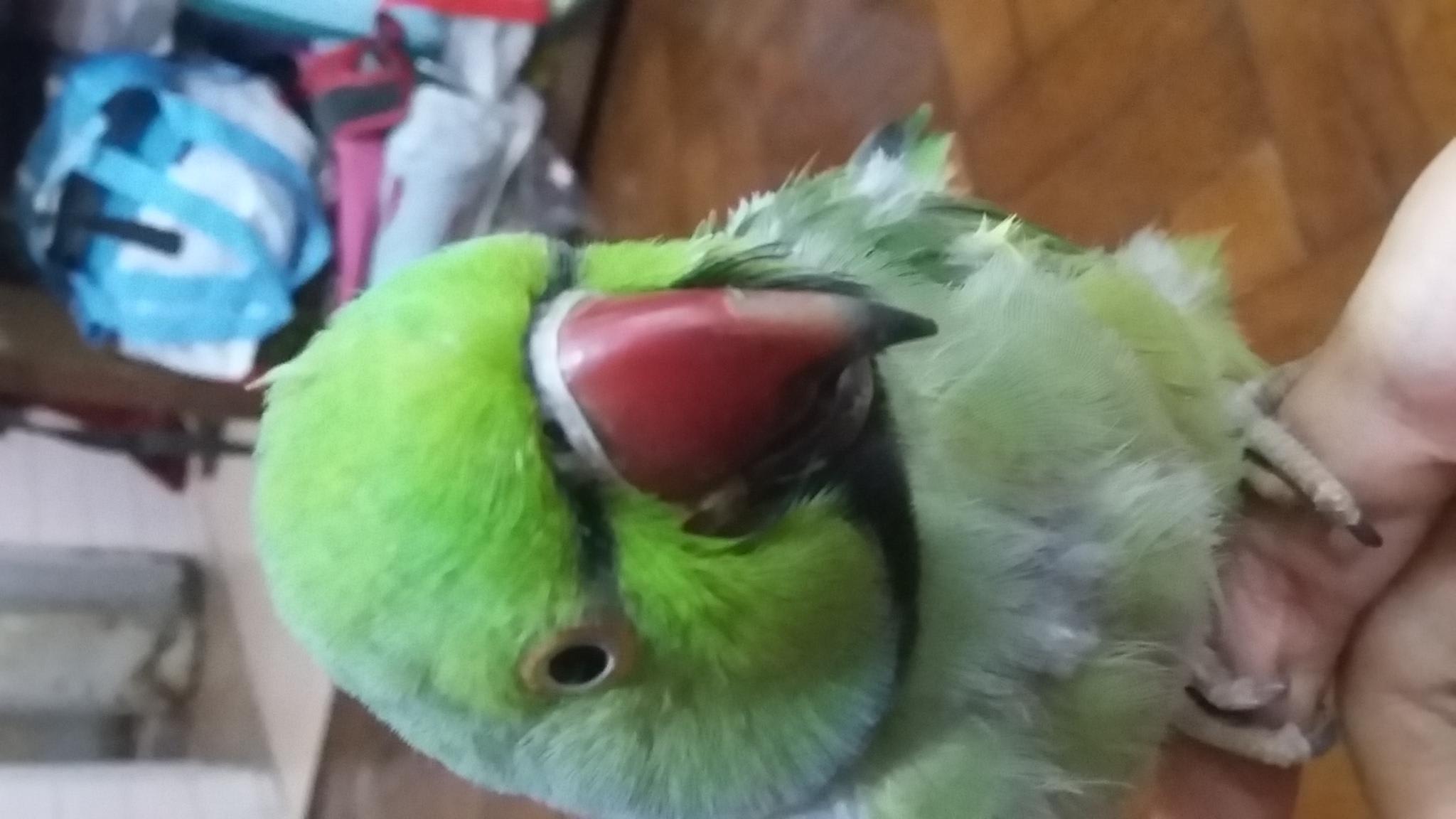 My Parakeet Has a Blister on Its Beak. What Should I Do? | Petco