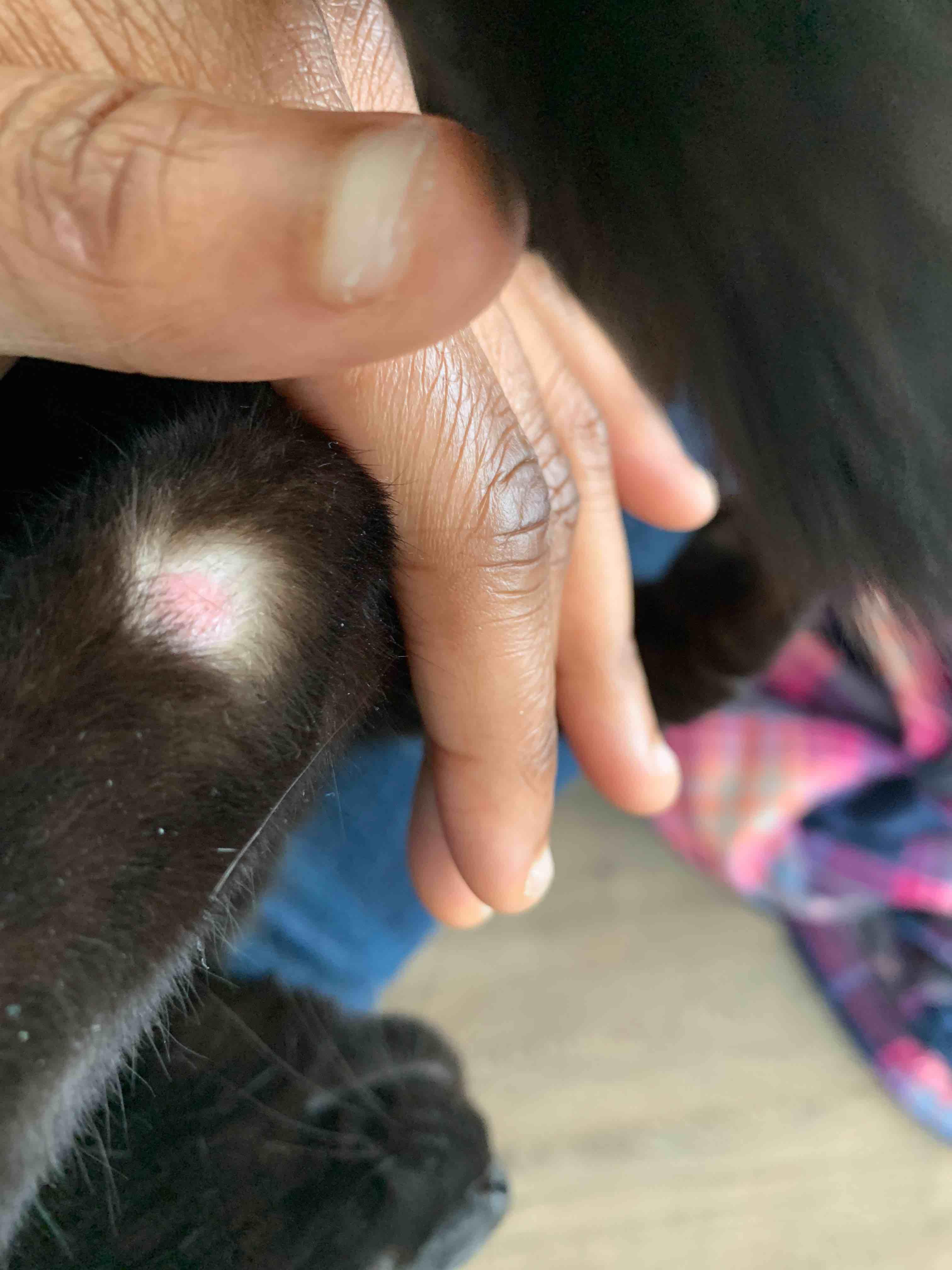 Why is my cat losing hair on her back leg? What's the cause? | Petco