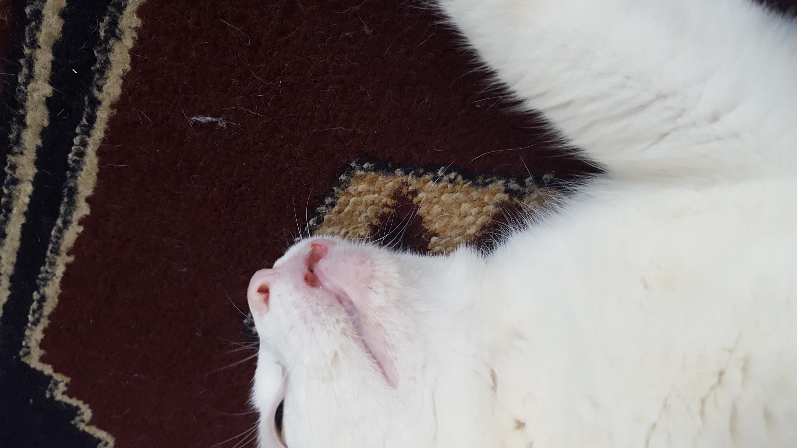 Why Does My Cat Have a Lip Sore? Rodent Ulcer or Allergy? | Petco
