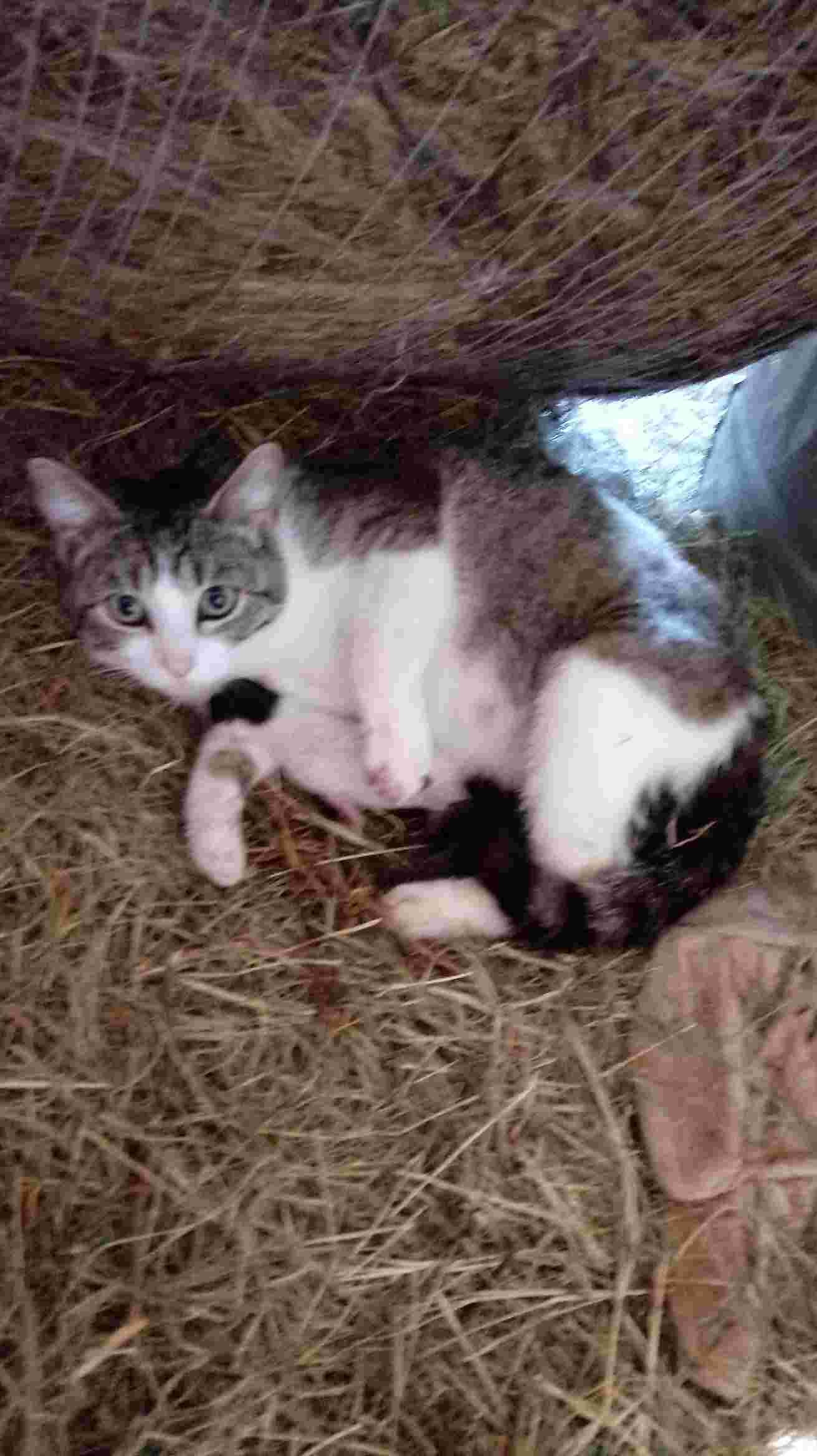 My Cat Had Premature Kittens: How to Care for Mom & Babies | Petco