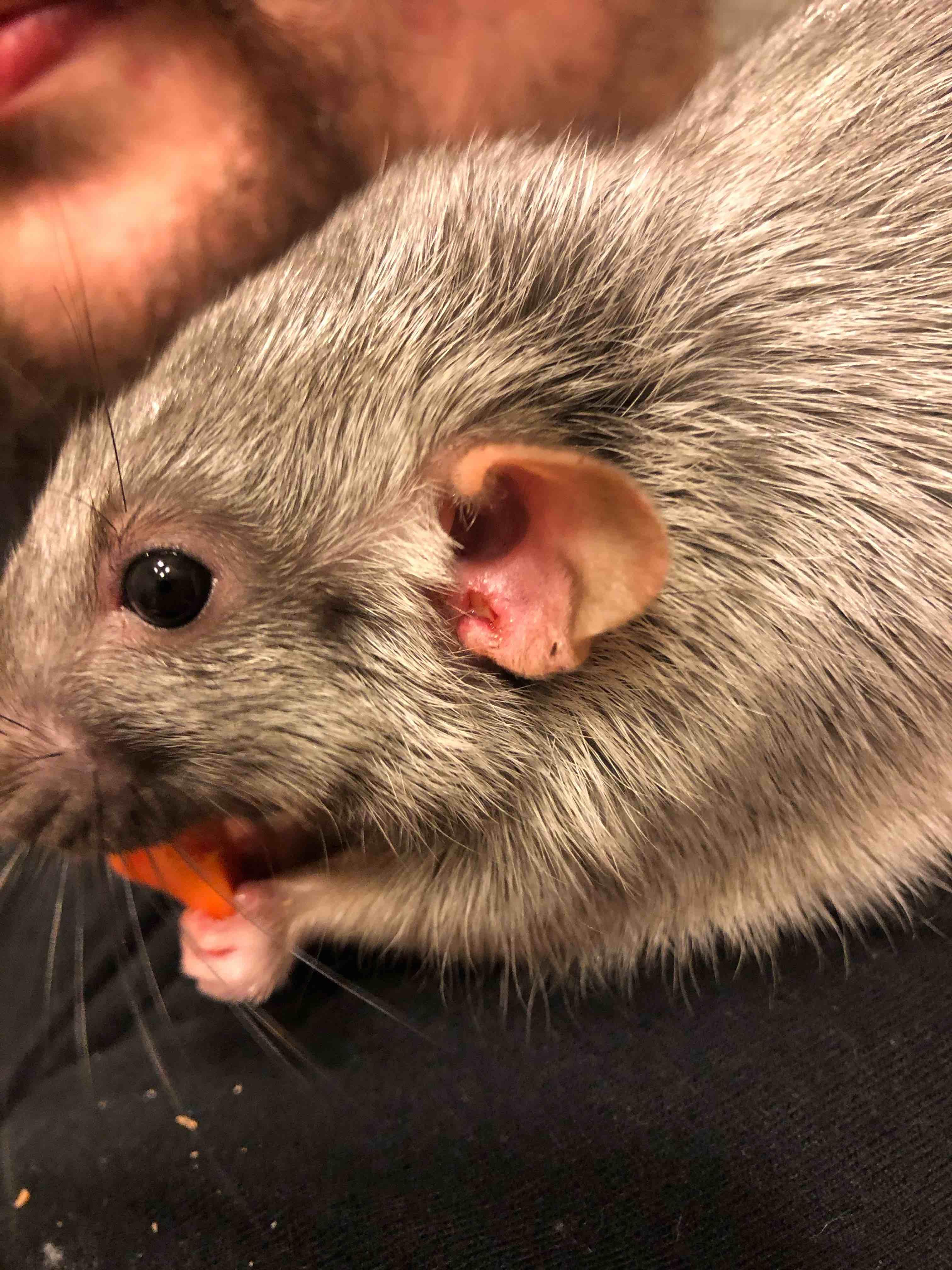 Rat Ear Cut with Pus? Learn How to Treat & When to See a Vet | Petco
