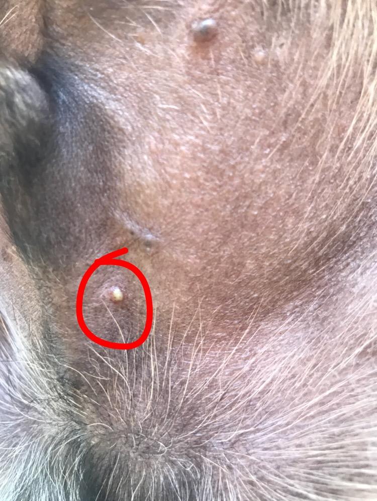 Concerned about a Pus Bump on Your Puppy's Private Area? | Petco