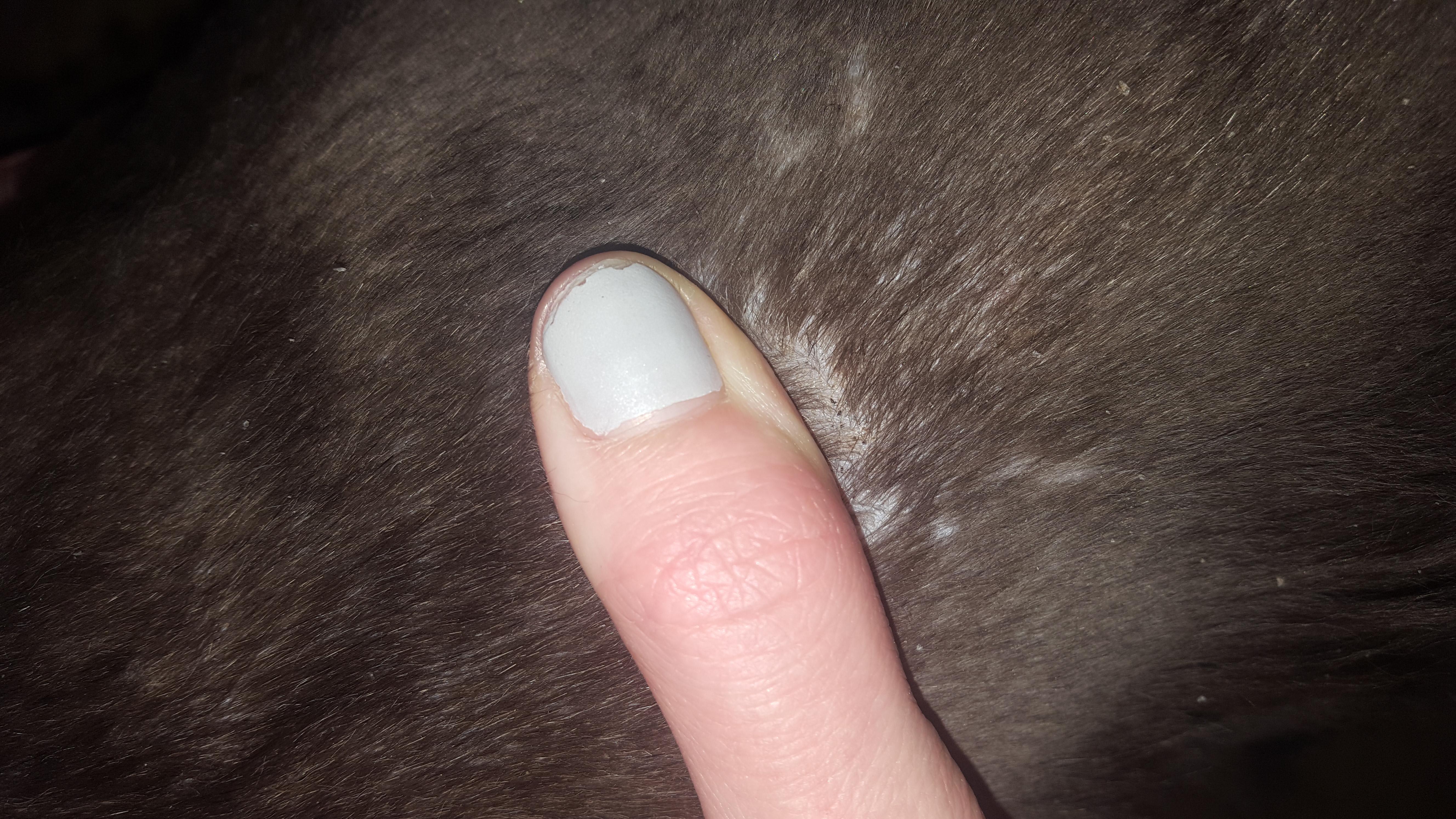 Cat's Scabby Bumps, Black Spots, Licking: Discover the Causes | Petco