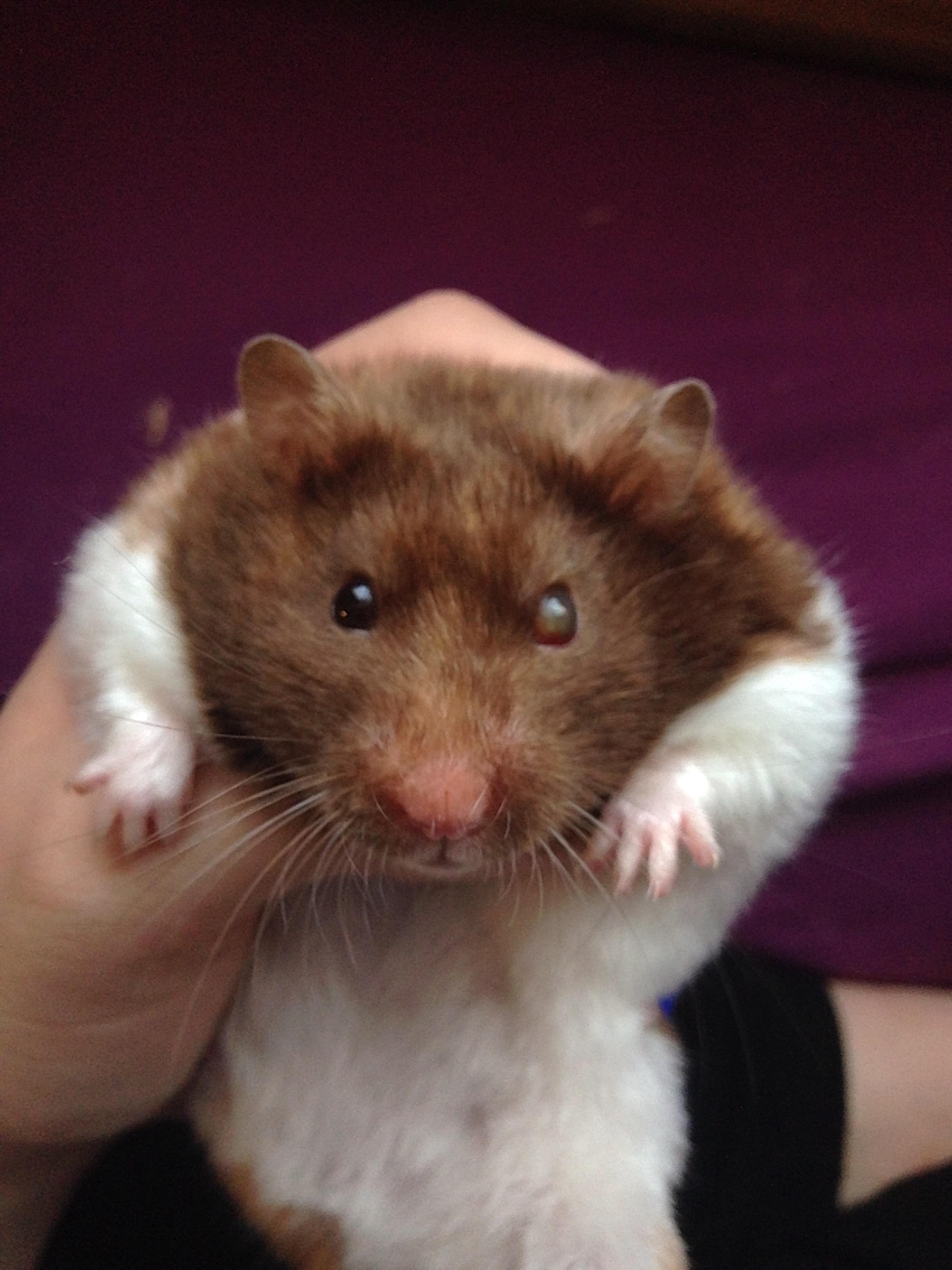 Why is my hamster's cloudy eye getting worse with eye drops? | Petco