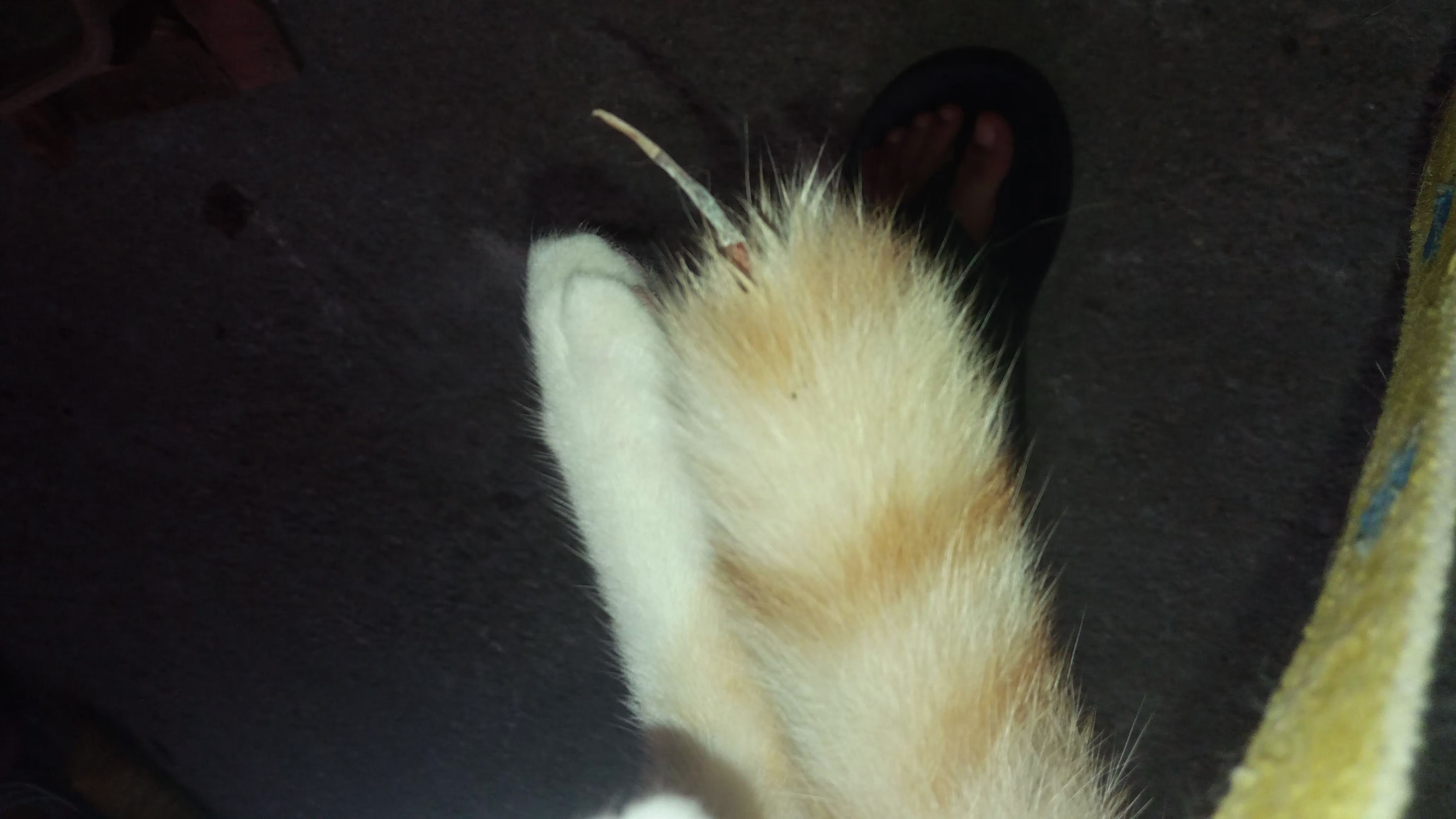My Cat's Tail Tip Fell Off: What's That Black Object Sticking Out? | Petco