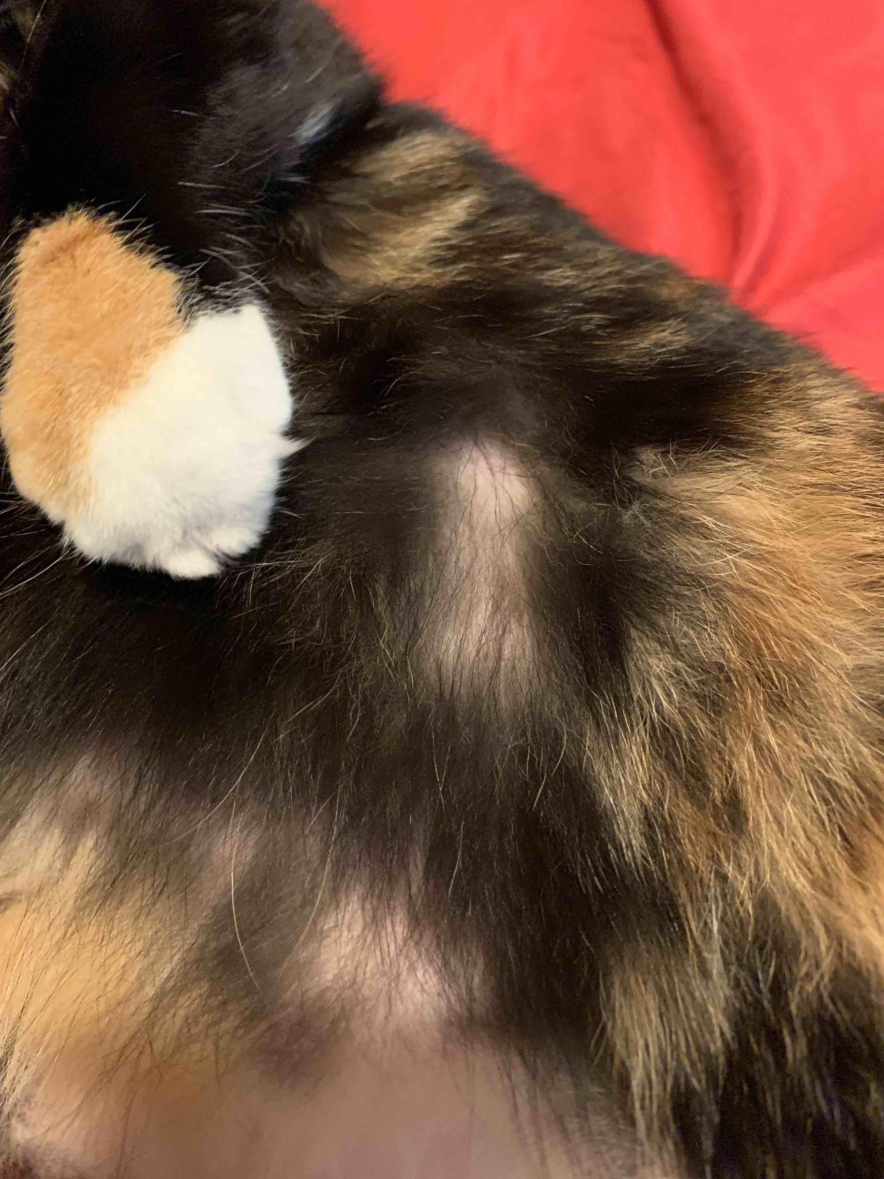 Why is my cat suddenly losing fur in pink patches on her sides? | Petco