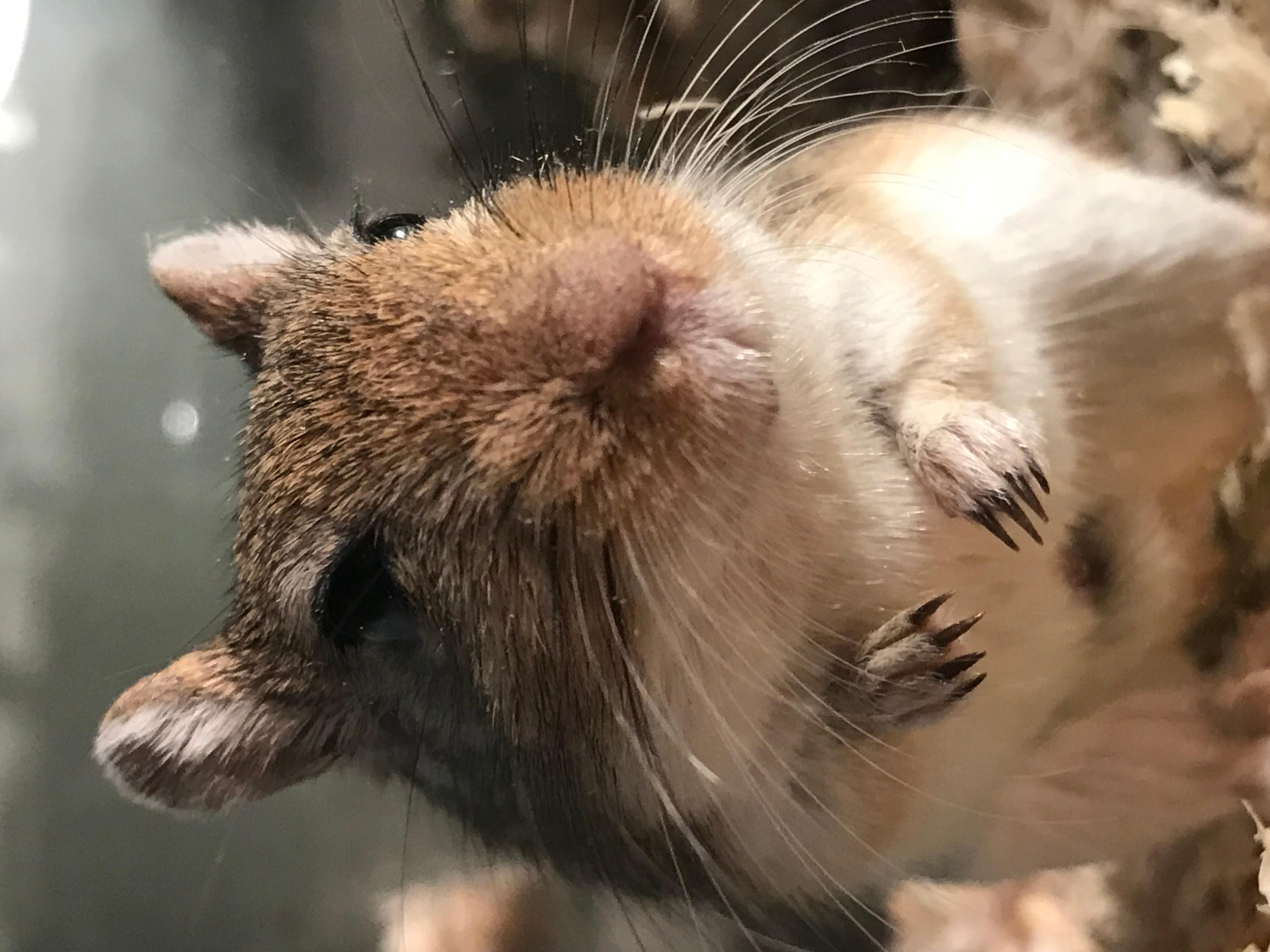 Gerbil Red Lump, Not Eating, Shaking? What to Do Now | Petco