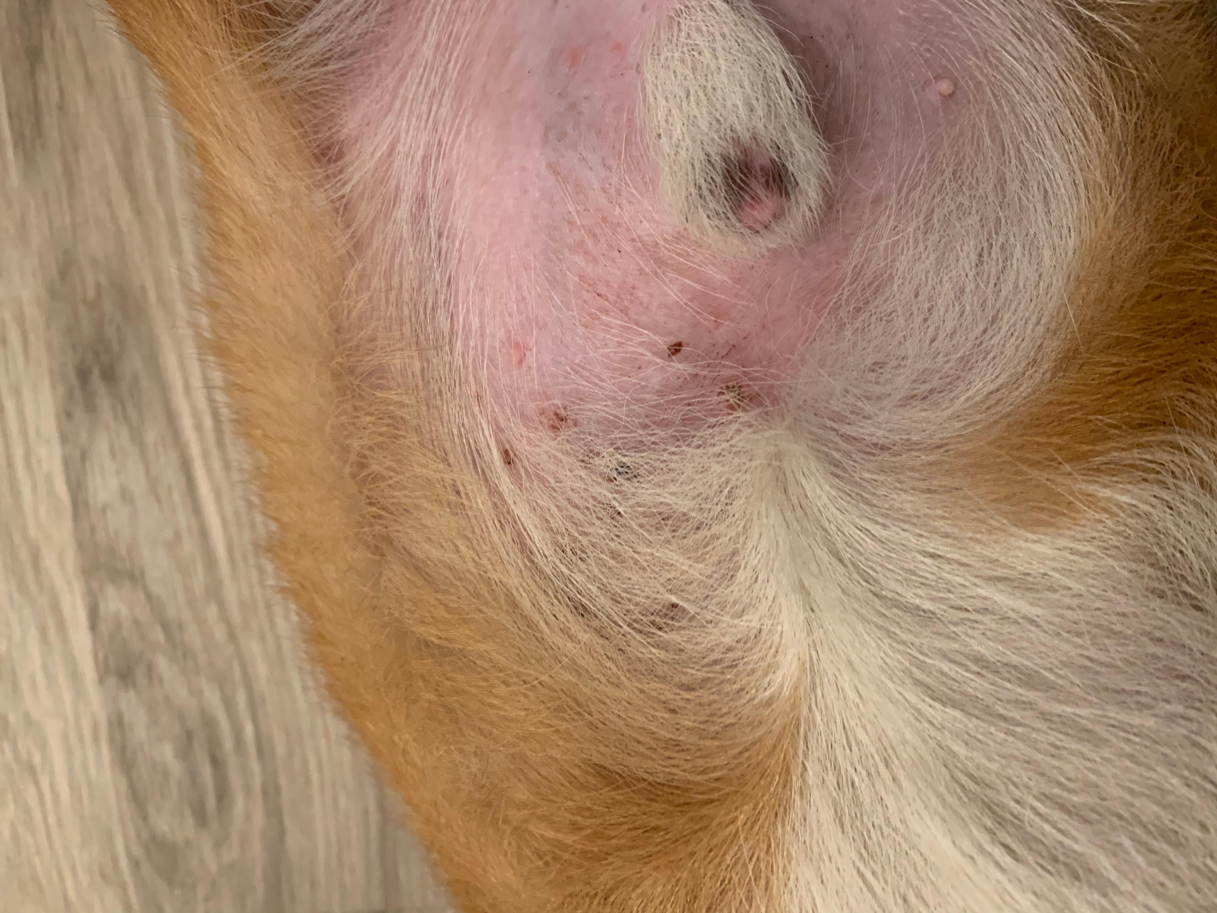 Why does my puppy have itchy bumps near his groin? Is it allergies? | Petco