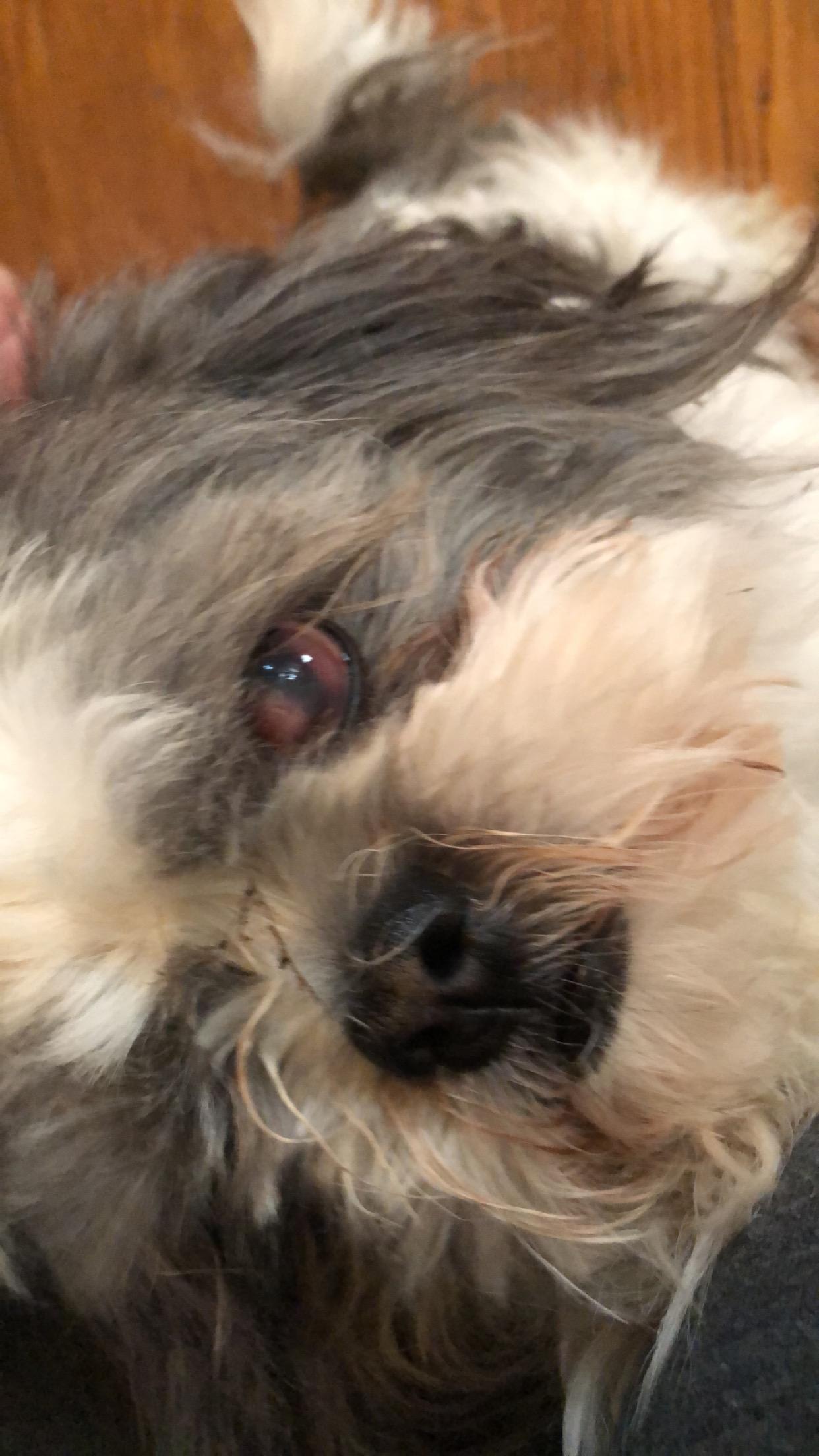 Why Does My Shih Tzu Have Red Eyes? Causes & Treatment | Petco