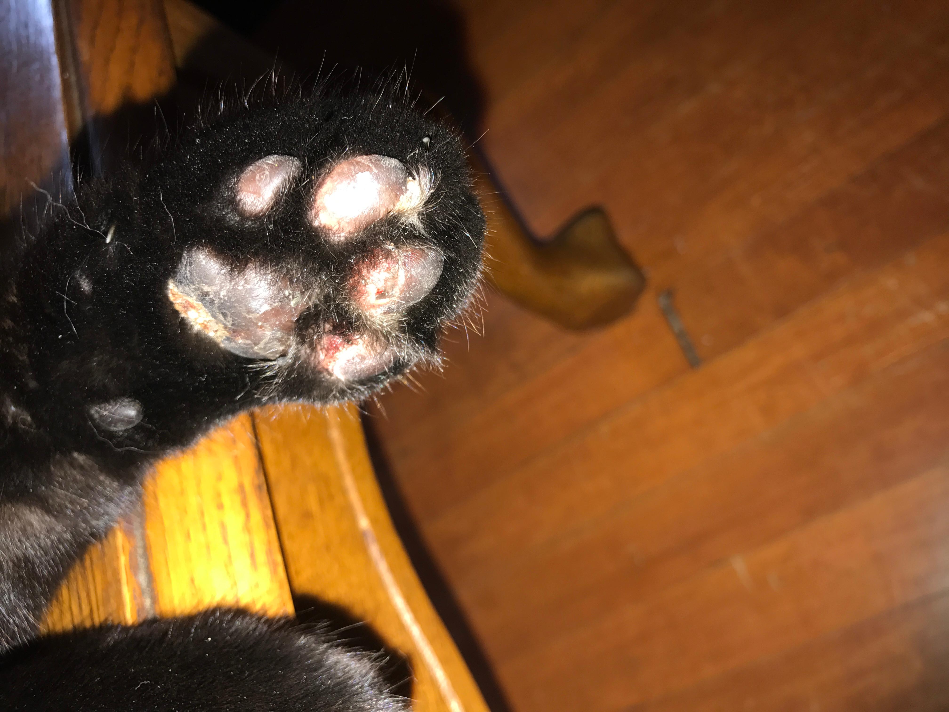 Why Does Your Cat's Paw Look Strange? Swollen or Inflamed? | Petco