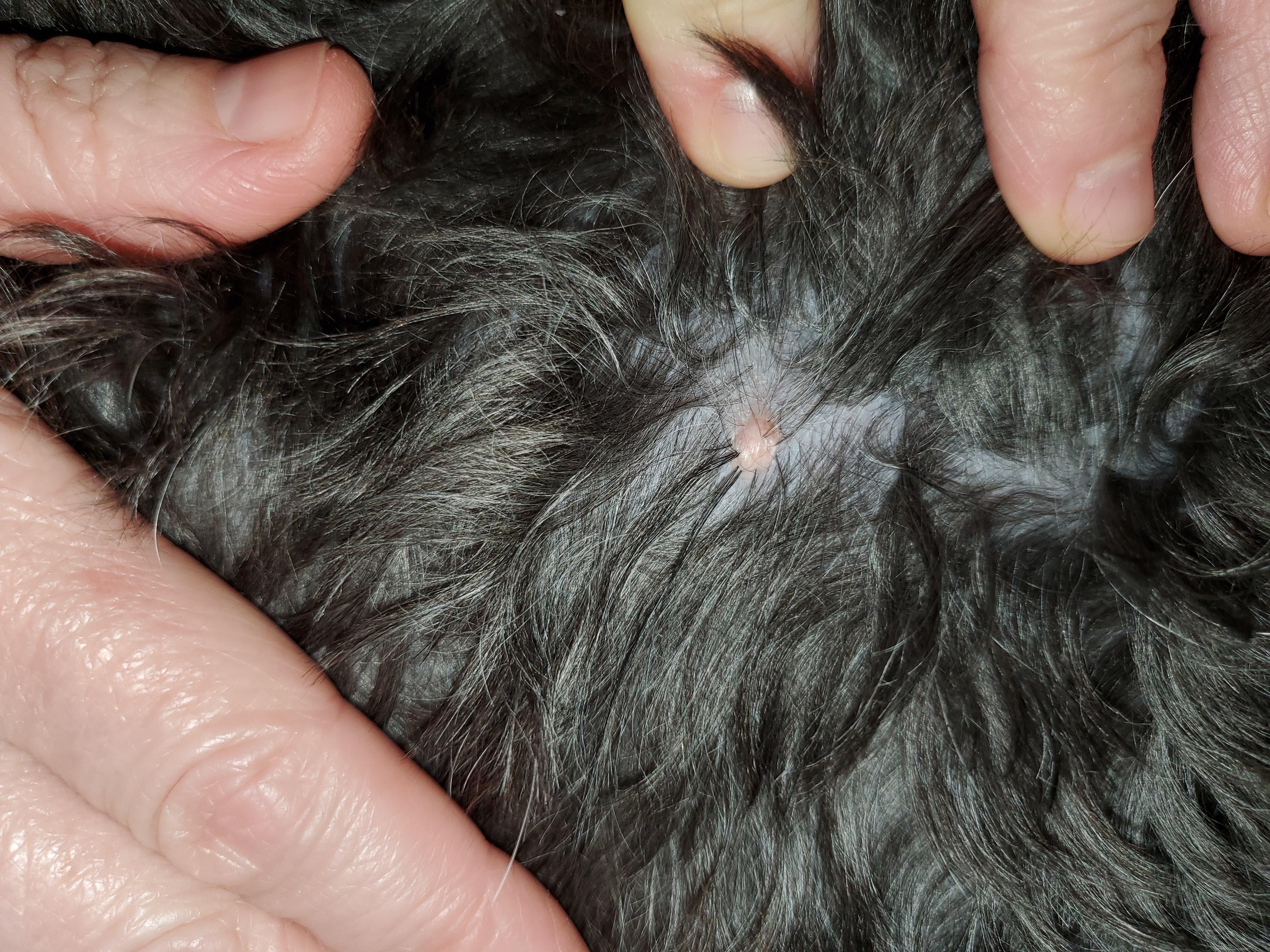 White Bump on Mini Schnauzer Skin (Not a Tick)? What Is It? | Petco