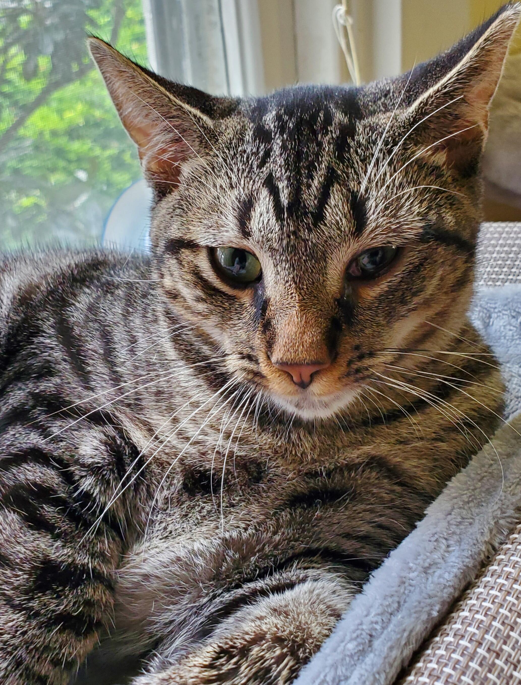 Kitten's Crusty Eye? Is Terramycin Safe & How Often to Use? | Petco
