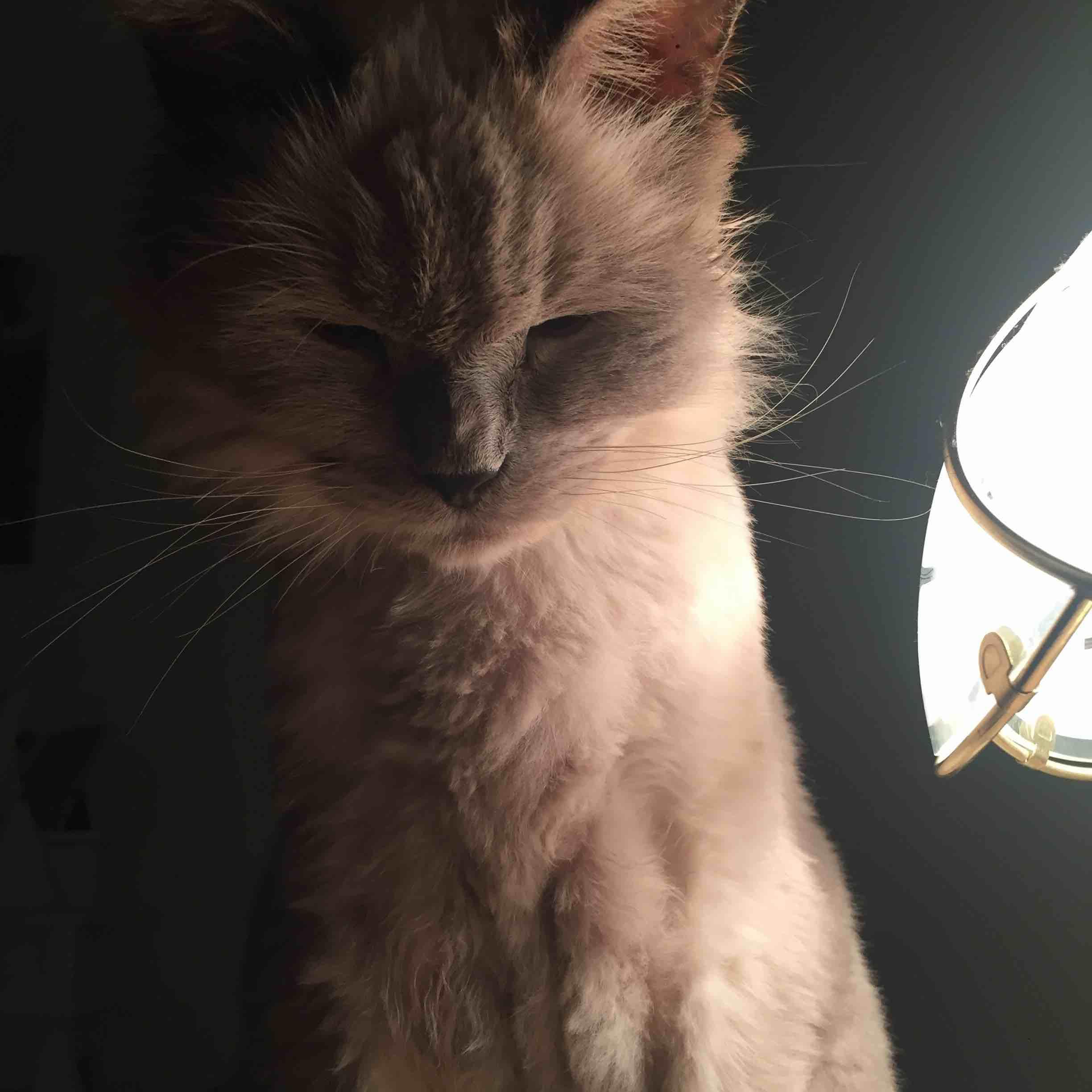 My Cat Has Ear Mites, Revolution Failed. Find OTC Help! | Petco