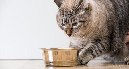 Cat Hunger Signs: Spot Them & Ensure Proper Nutrition | Petco