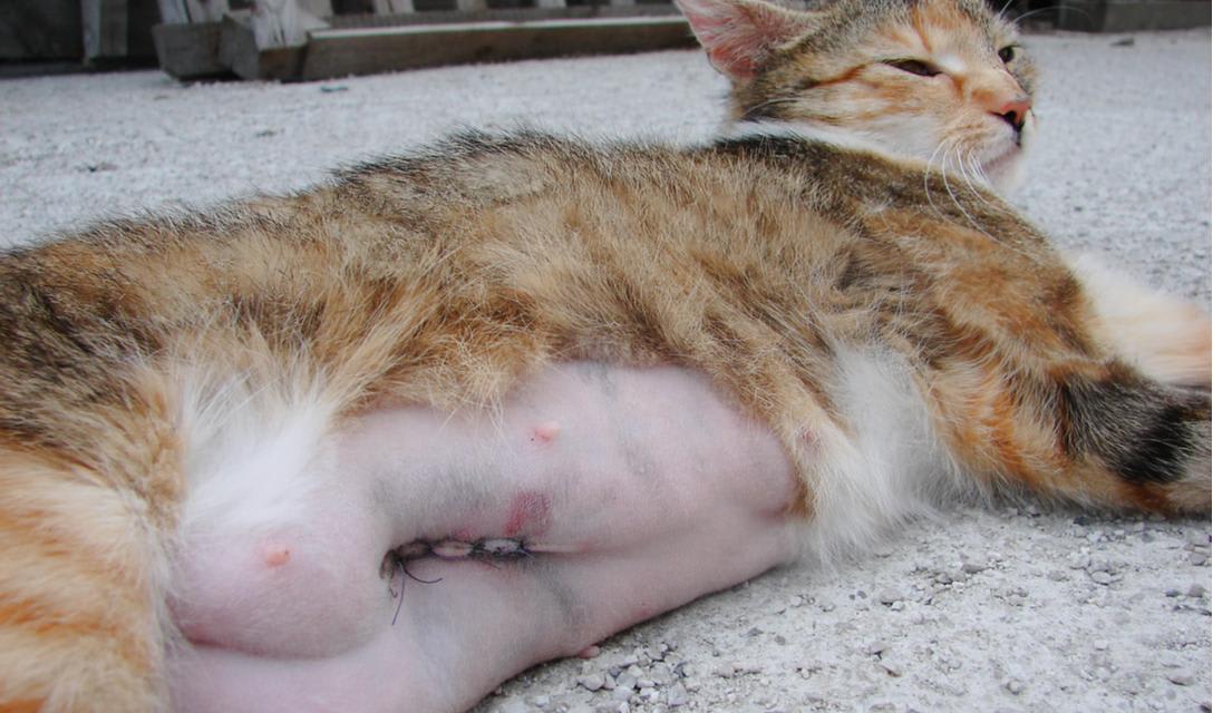 Pyometra in Cats: Symptoms, Diagnosis & Emergency Treatment | Petco