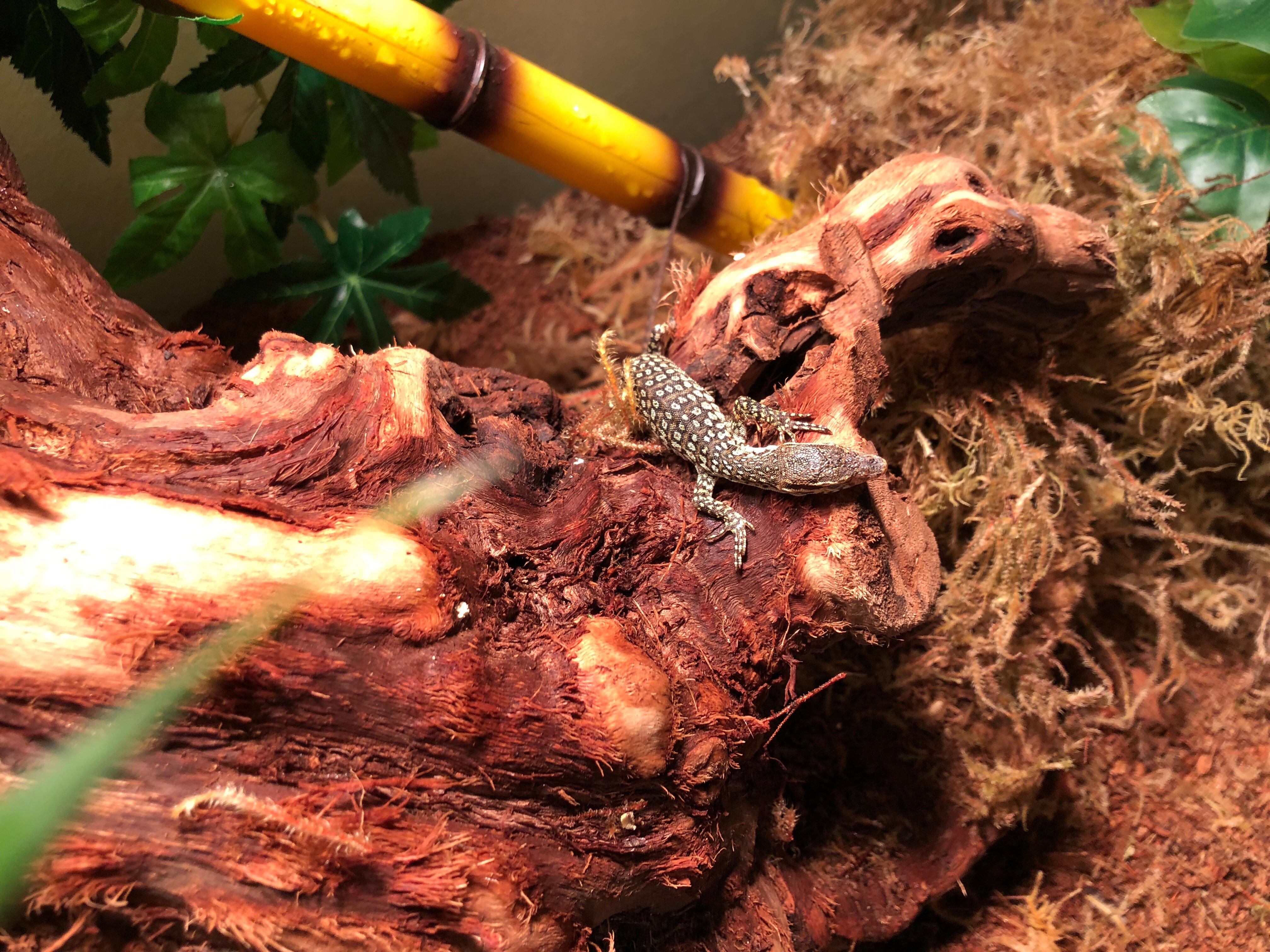 My Timor Monitor is Lethargic & Won't Eat: What's Wrong? | Petco