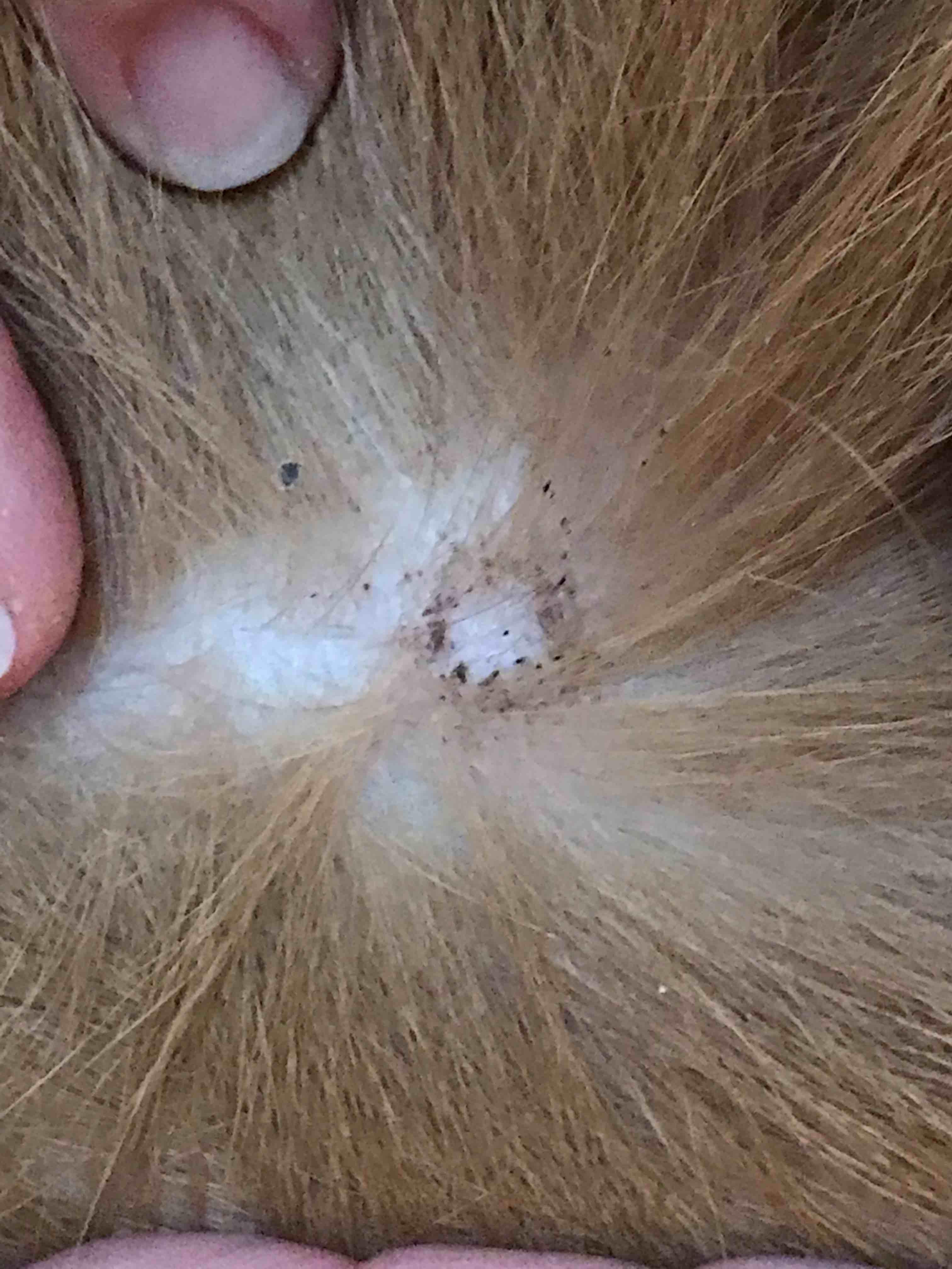 What are bald spots with dark crusty rings on my dog's skin? | Petco