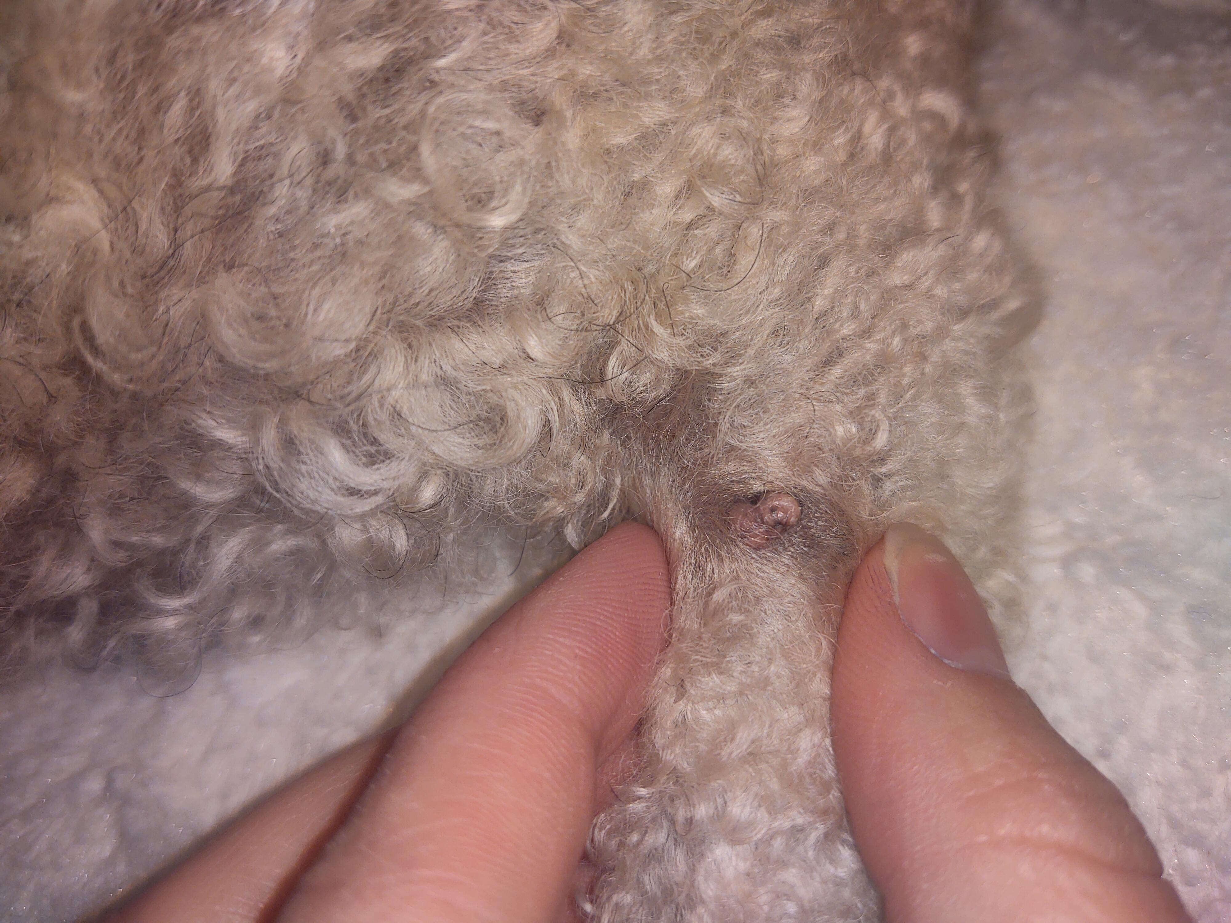 My Poodle Has a Discolored Growth She Bites: What to Do? | Petco