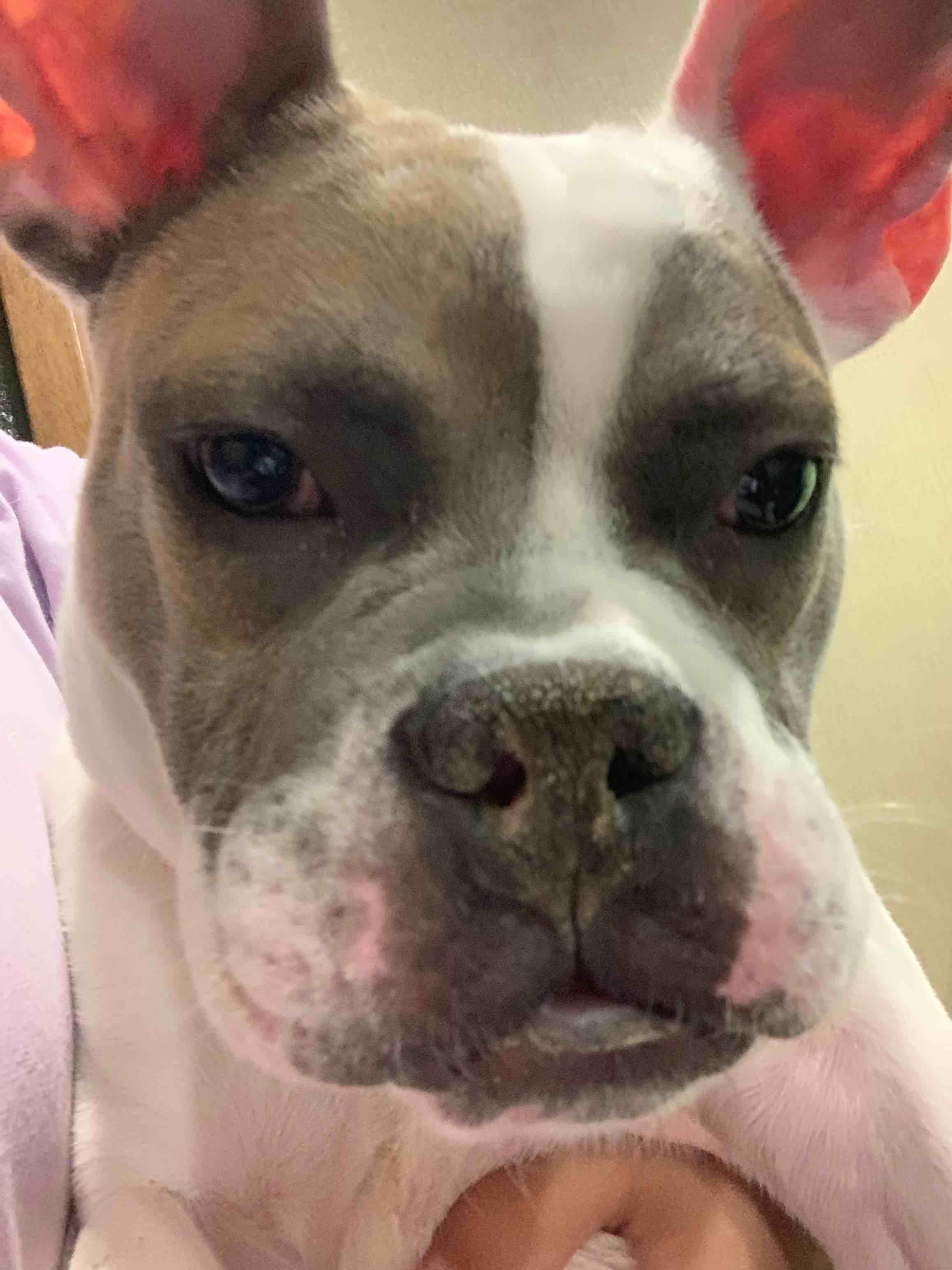 Dog Snot & Sneezing After Nose Cleaning? Should You Worry? | Petco