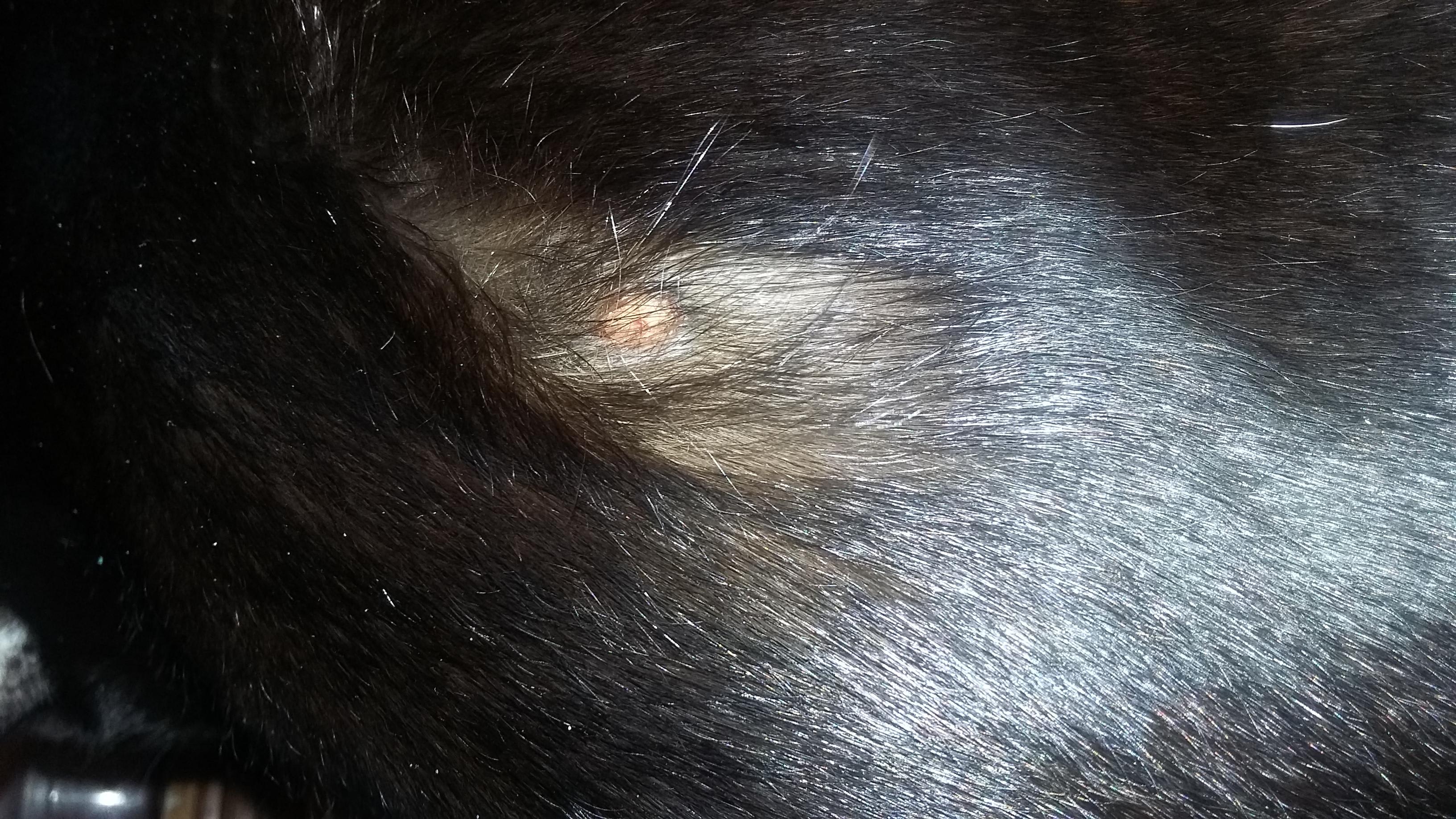 My Cat Has a Sore on Her Back After a Lump. What to Do? | Petco