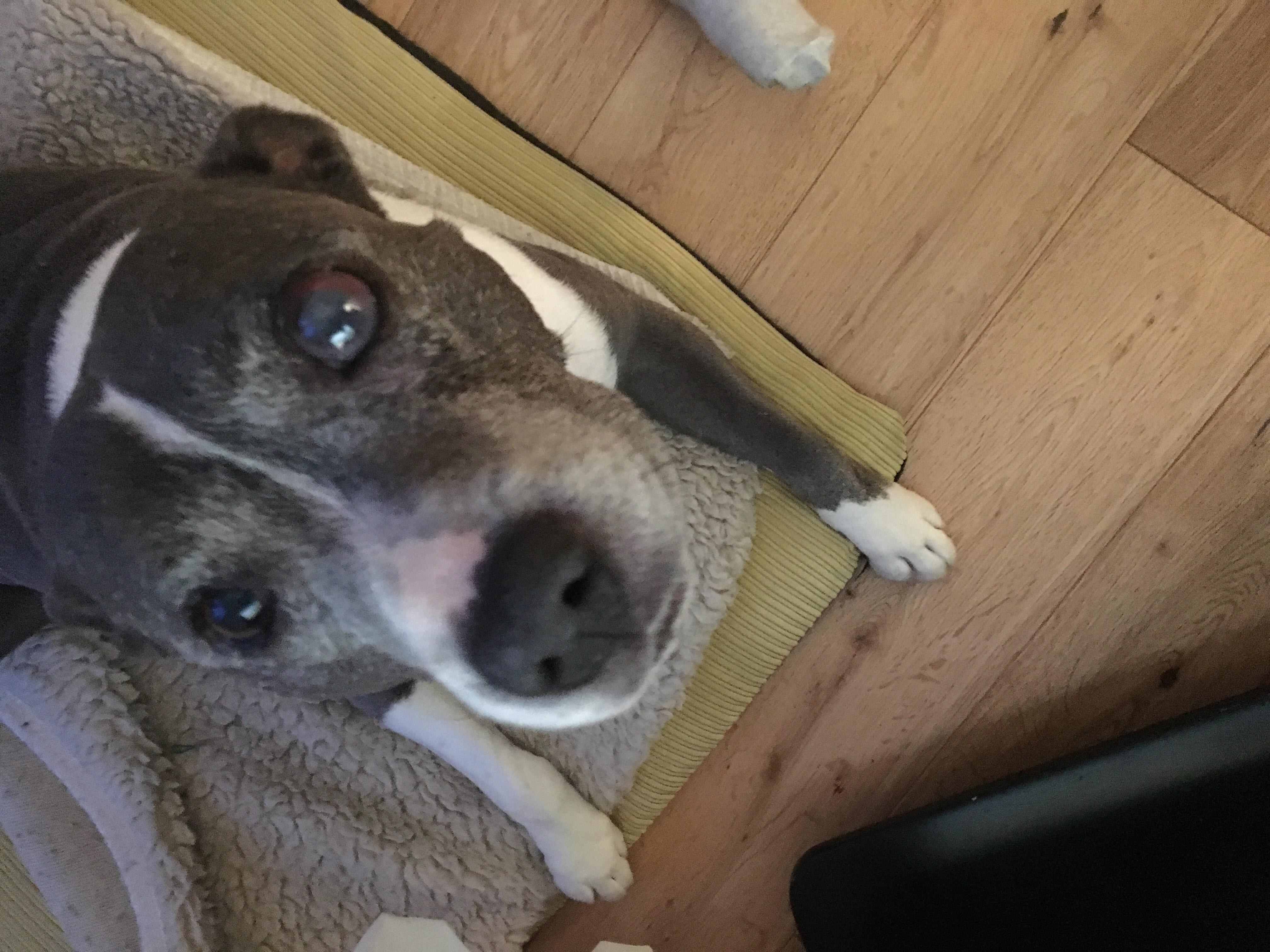 My dog is blind and swollen after spleen tumor surgery. Why? | Petco