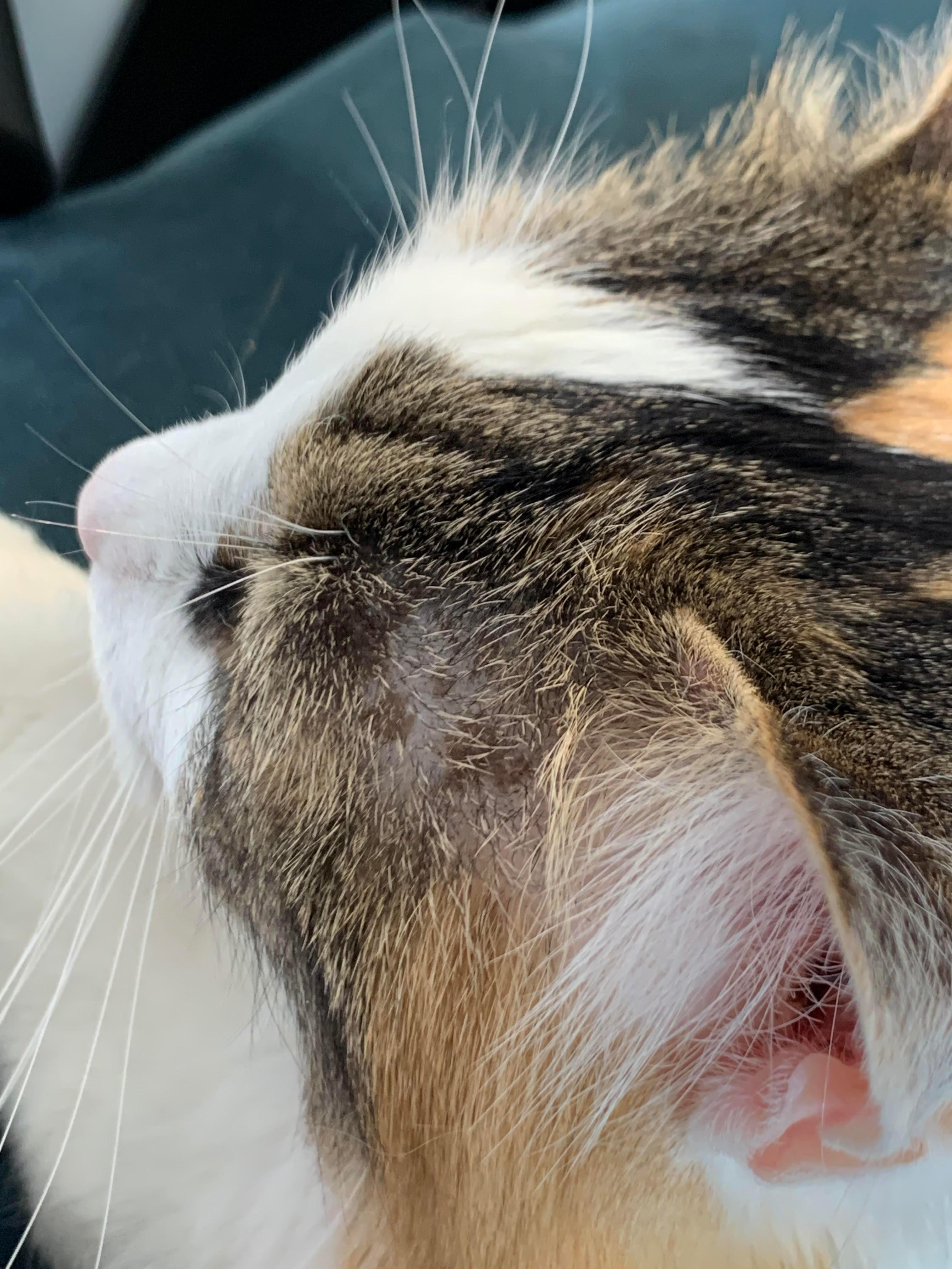 Is Your Cat's Hair Thinning Behind Ear with Brown Spots Normal? | Petco