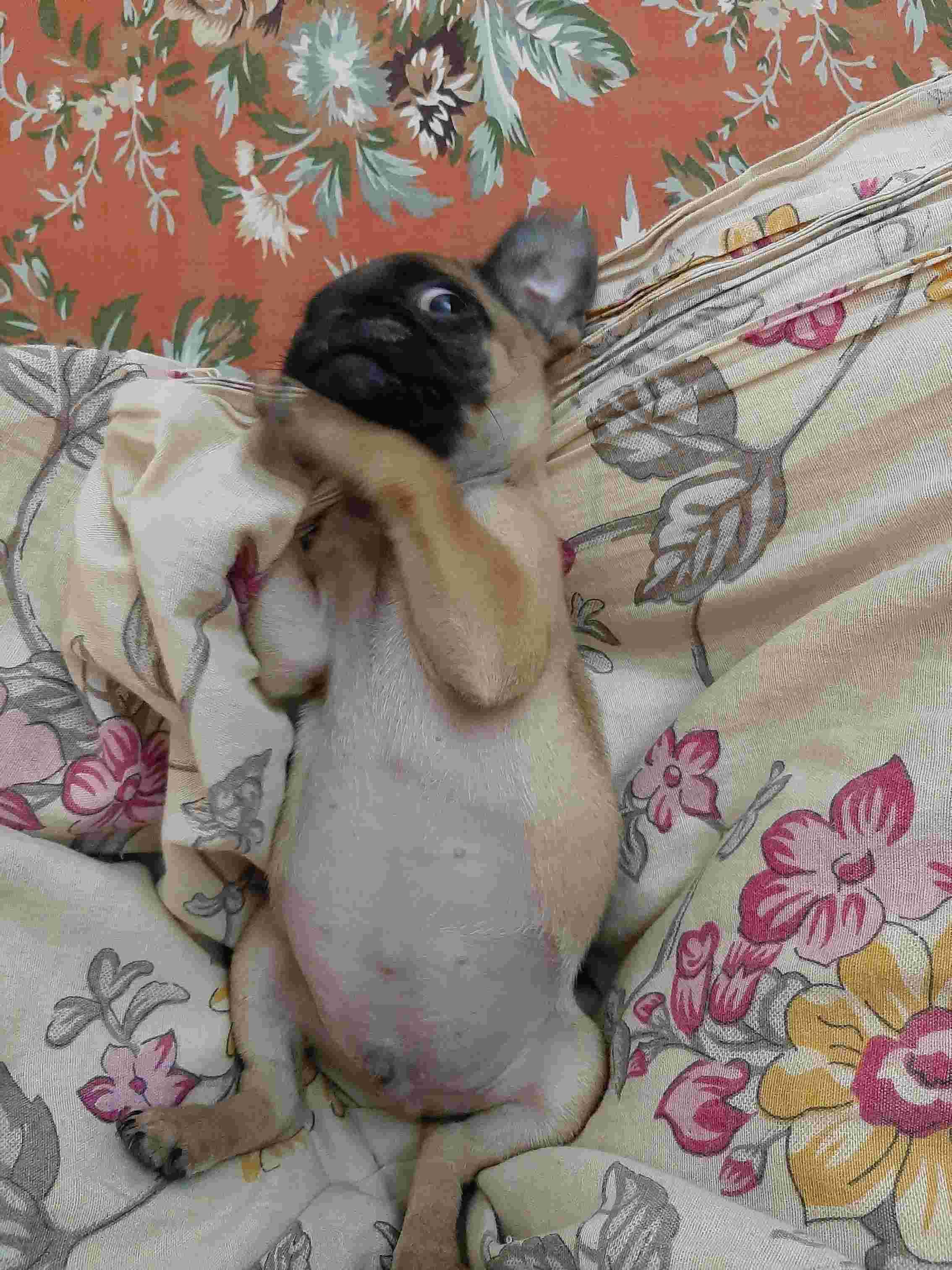 My pug puppy's belly is bloated after eating. Can he sleep? | Petco