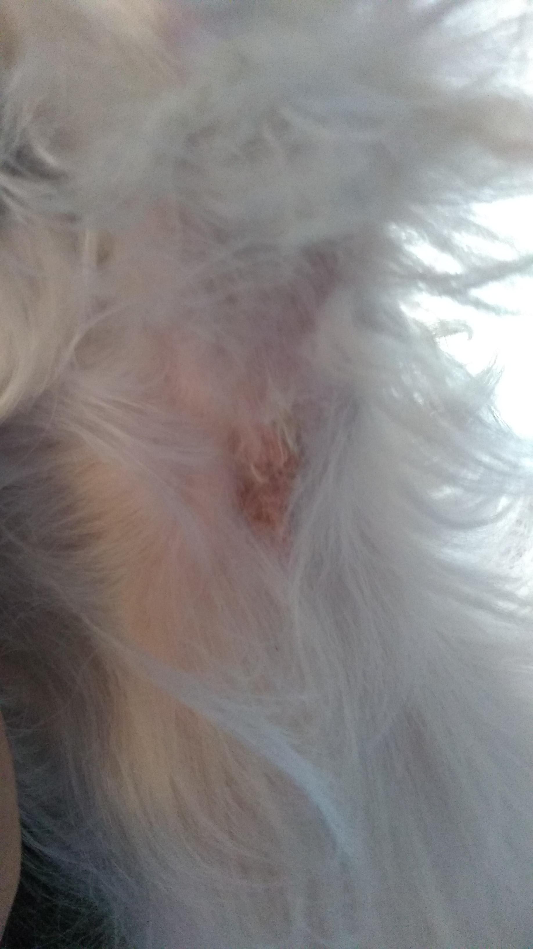 My Dog Has an Armpit Rash: What Causes It & How to Help | Petco
