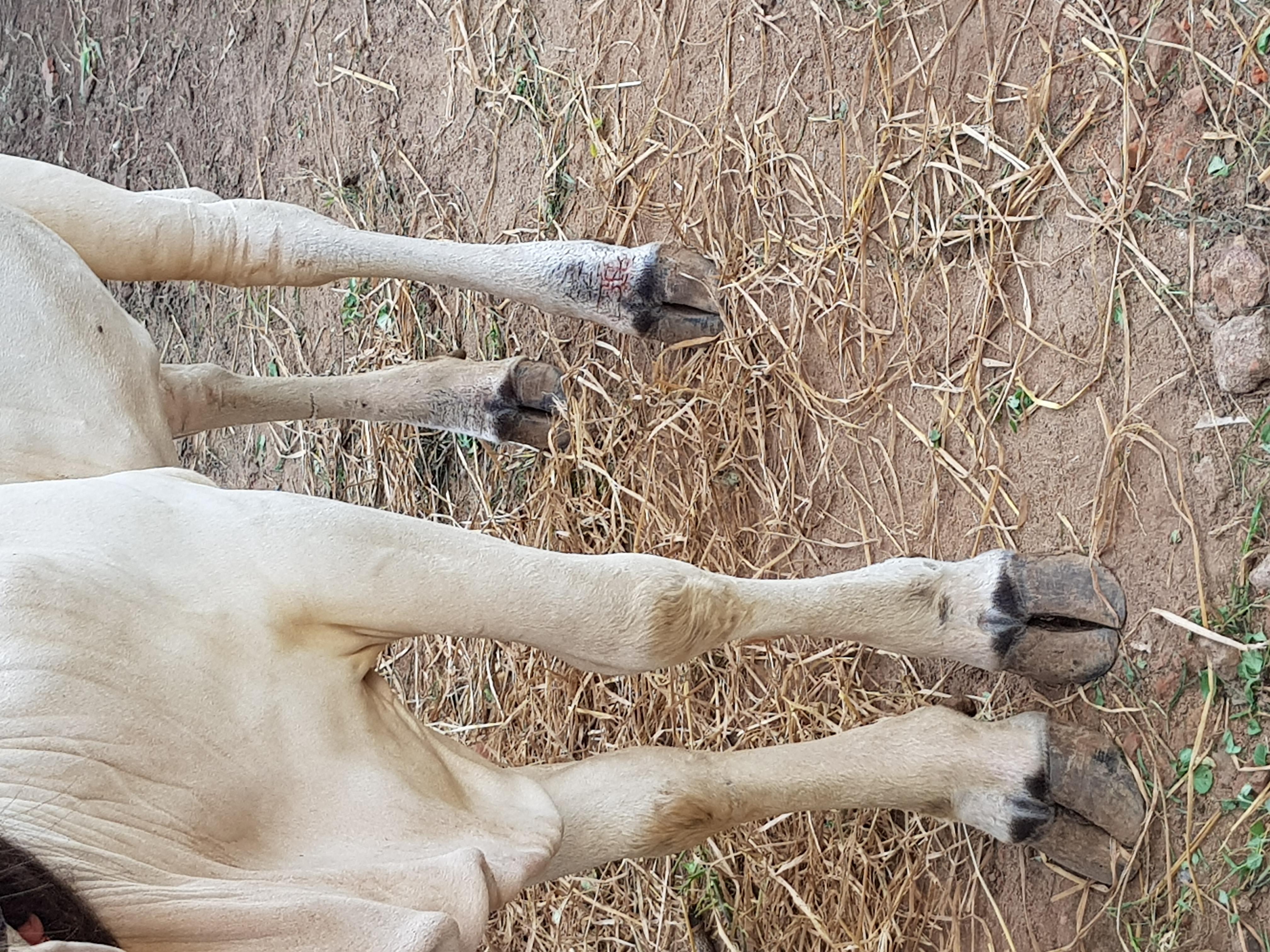 What's causing my cow's leg skin condition and what should I do? | Petco