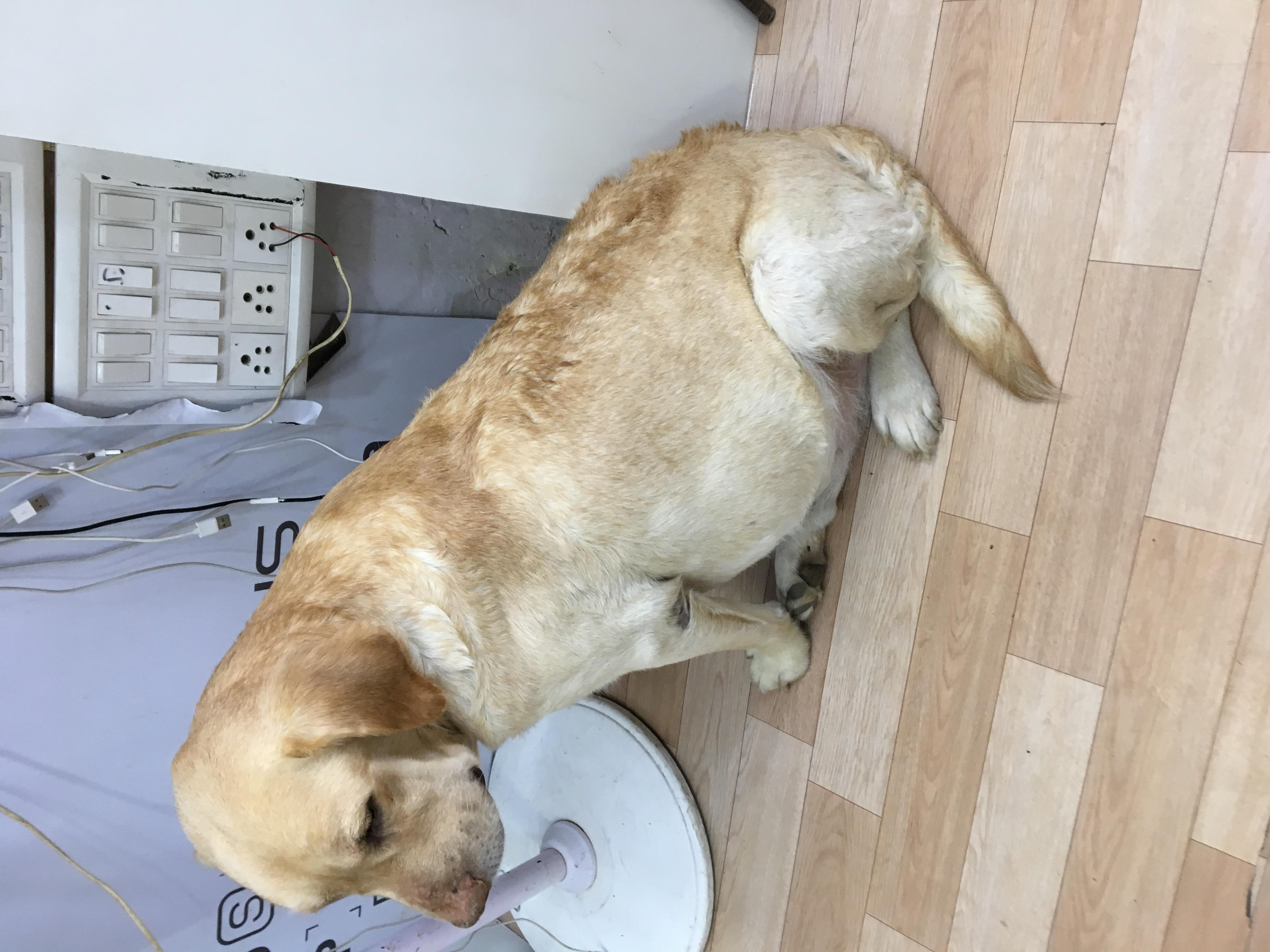 My Labrador's Stomach is Swollen: Heart, Gastric, or Fluid? | Petco