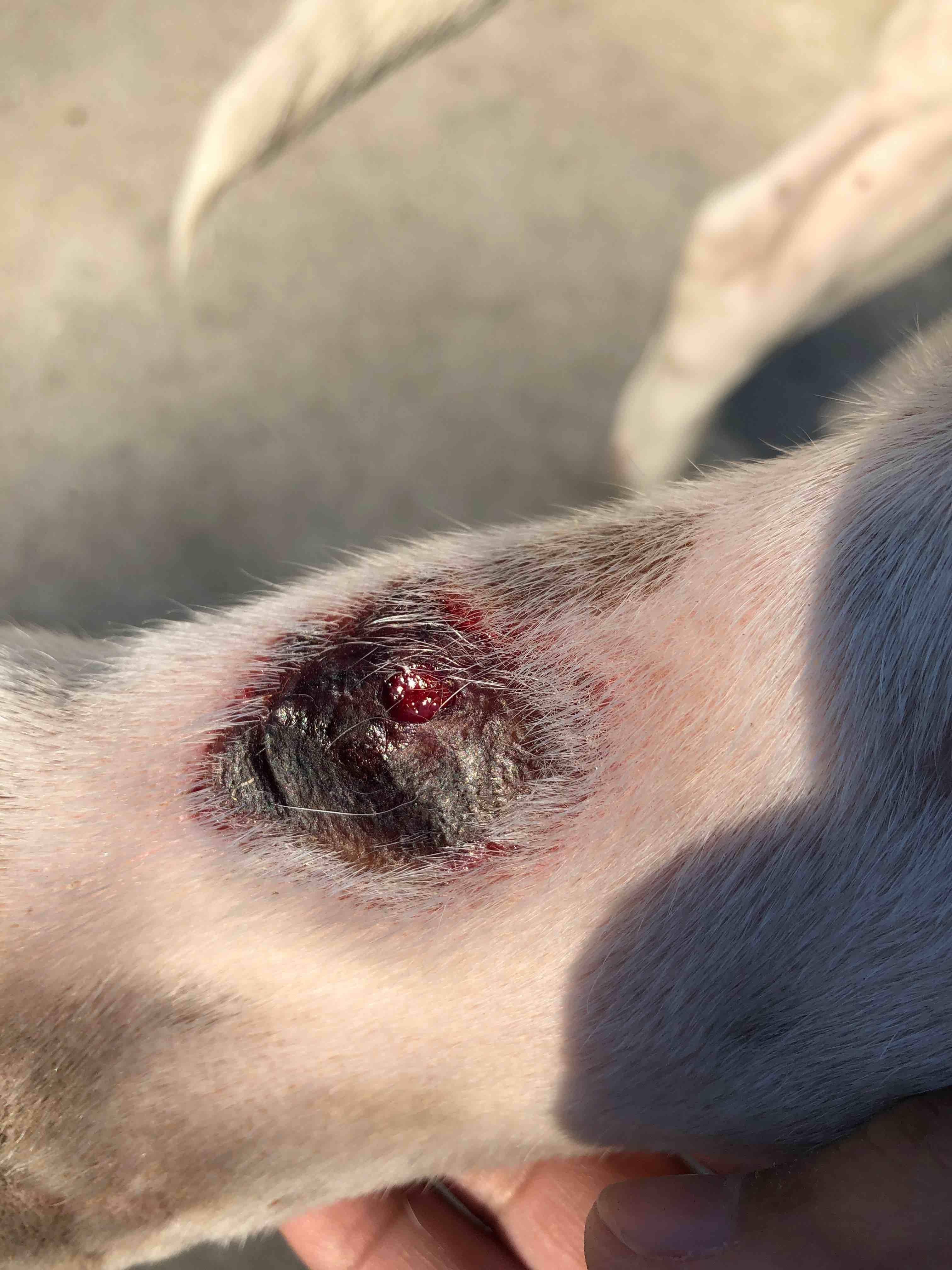 My Dog Has a Growing, Bleeding Black Scab. What Is It? | Petco