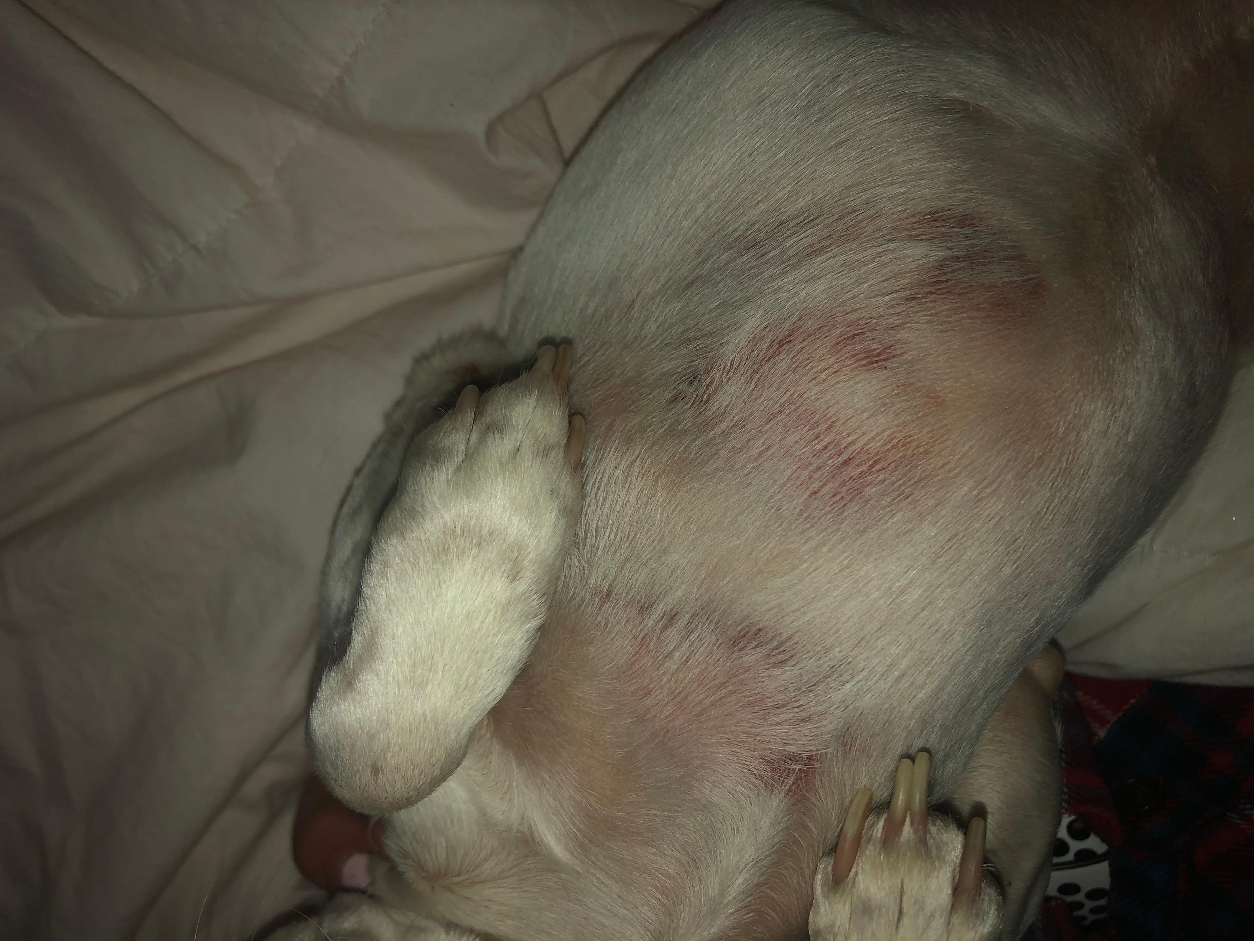 Chihuahua Attacked: Bruising Days Later? When to See a Vet | Petco
