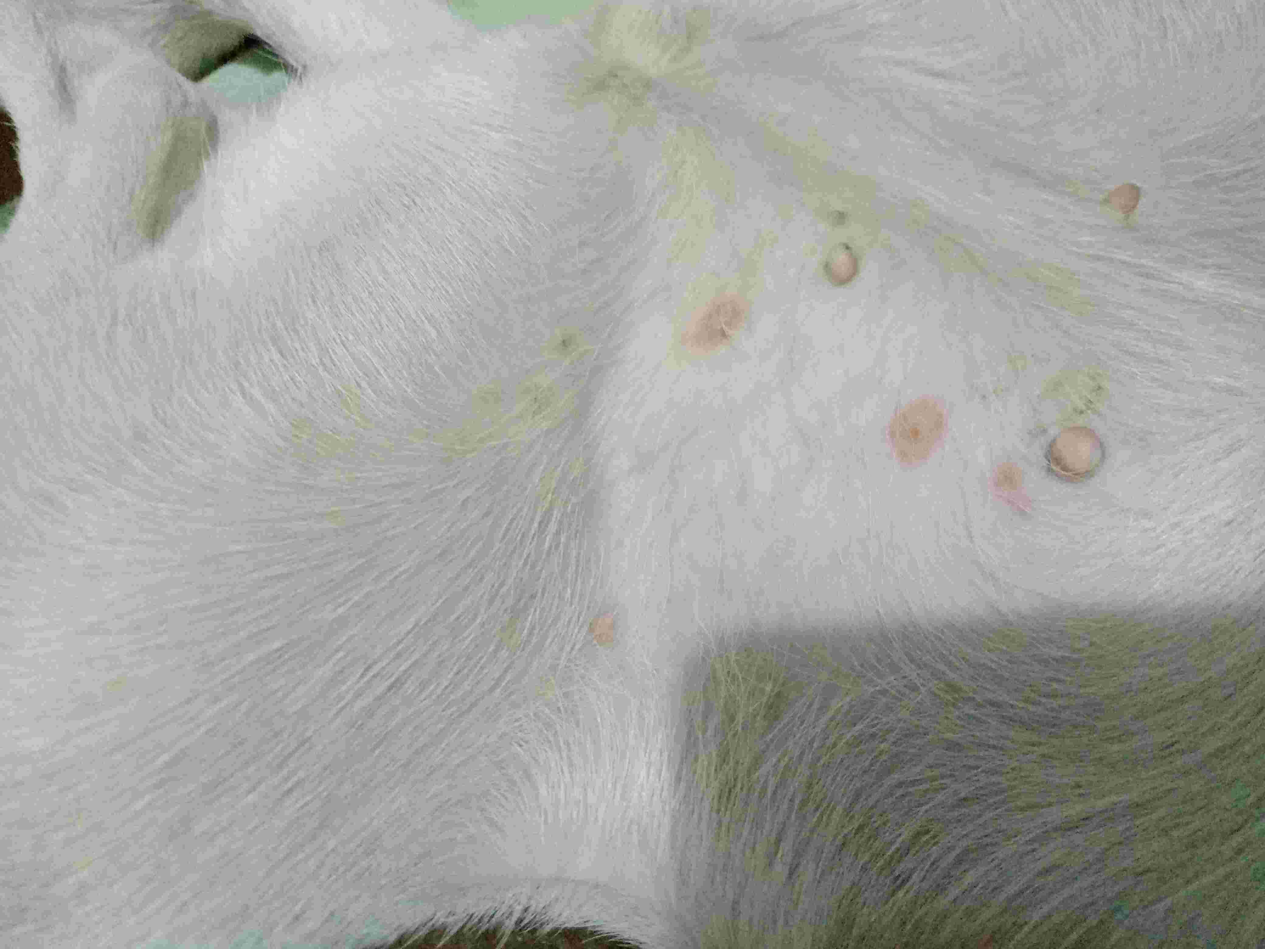 My dog has red spots, pustules, and warts with pus. What is it? | Petco