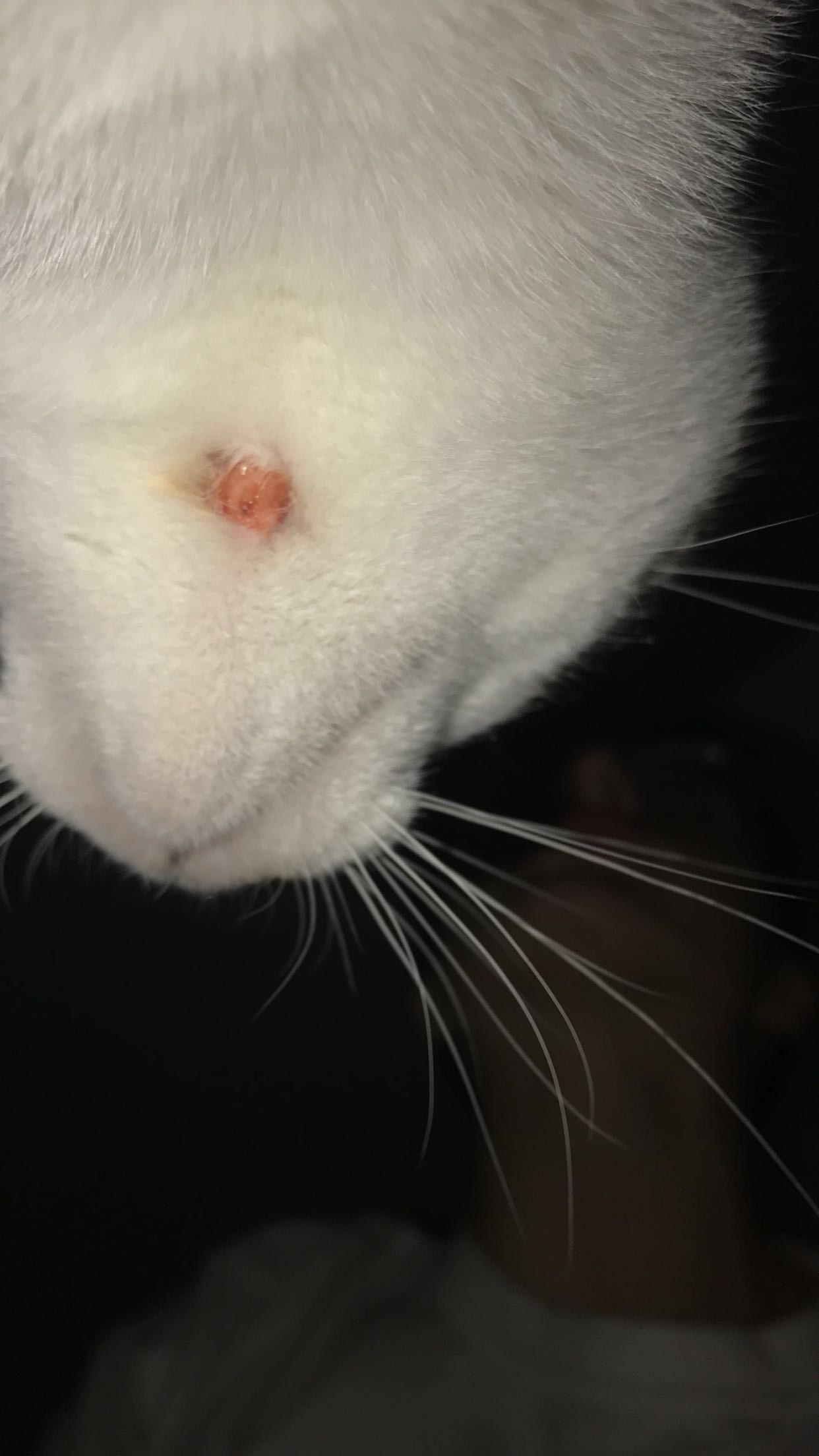 My Cat Has a Red Bump on Skin? When to Take Them to Vet | Petco