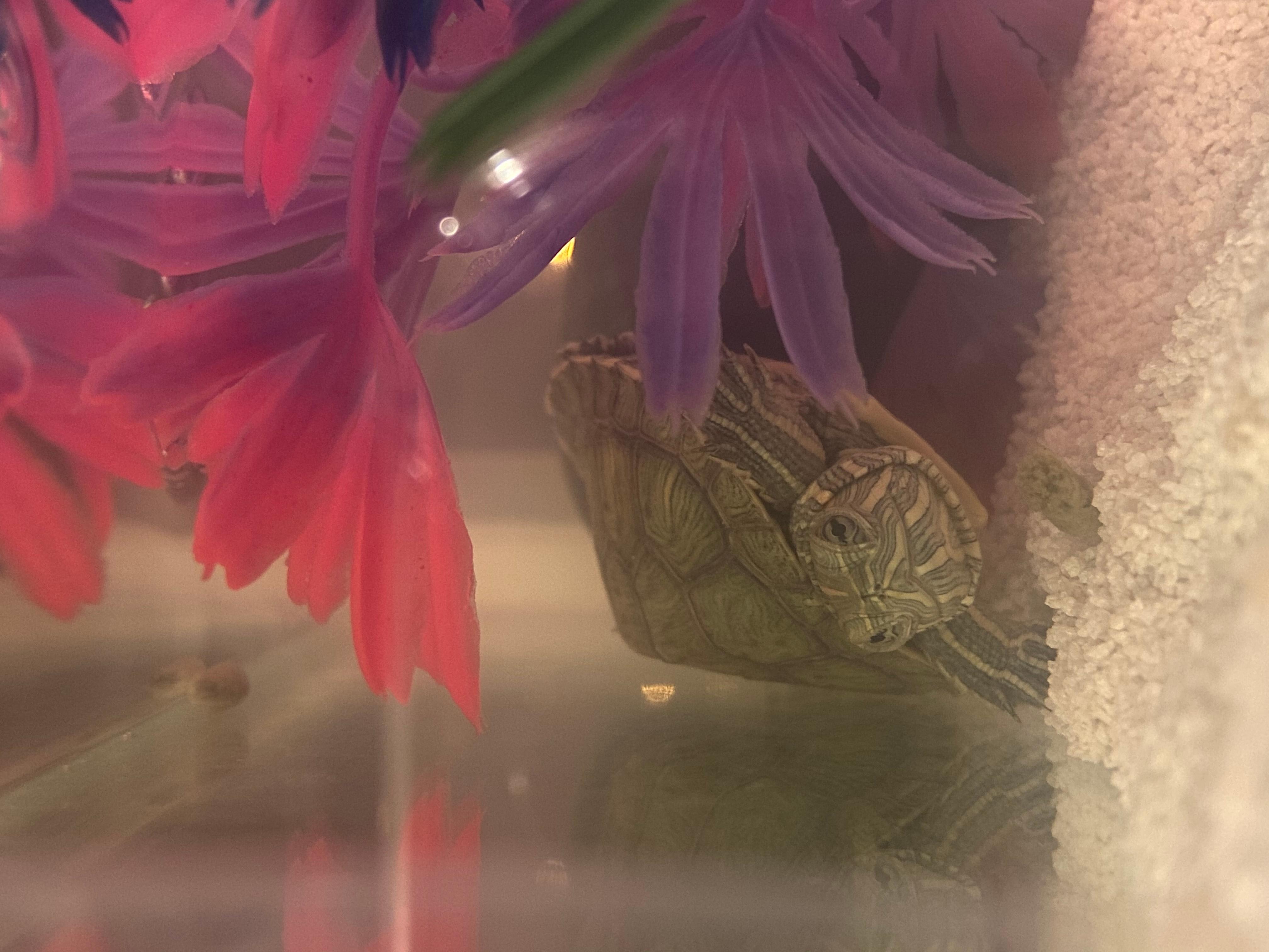 Red Eared Slider Shell Has Black Creases: Shell Rot or Normal? | Petco