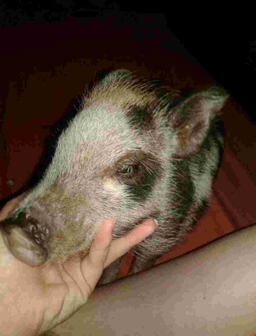 How Much to Feed Your 5-Month-Old Mini Pig to Prevent Obesity | Petco