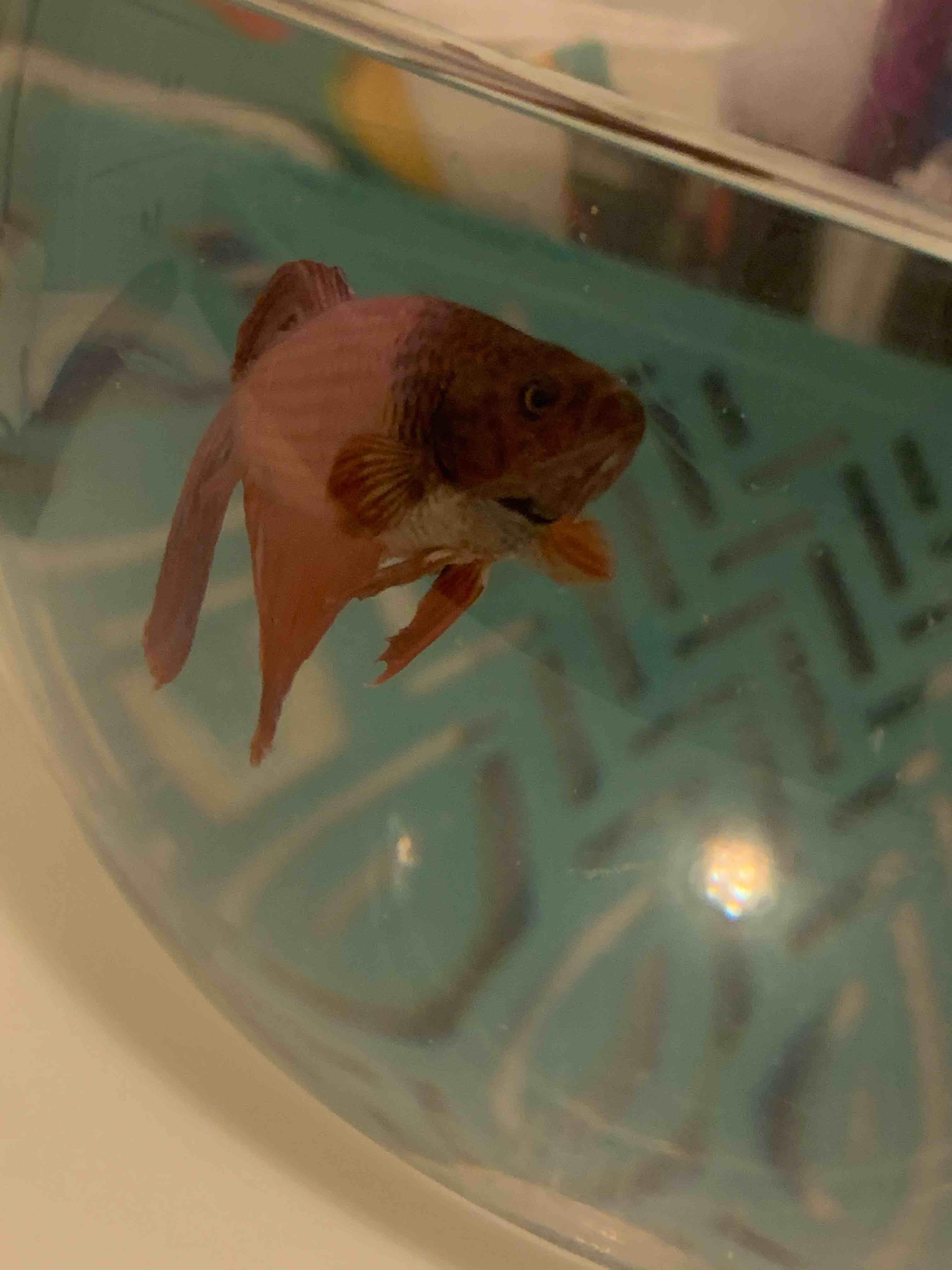 My Fish Has Fin Rot: Treat & Care for Your Sick Fish | Petco