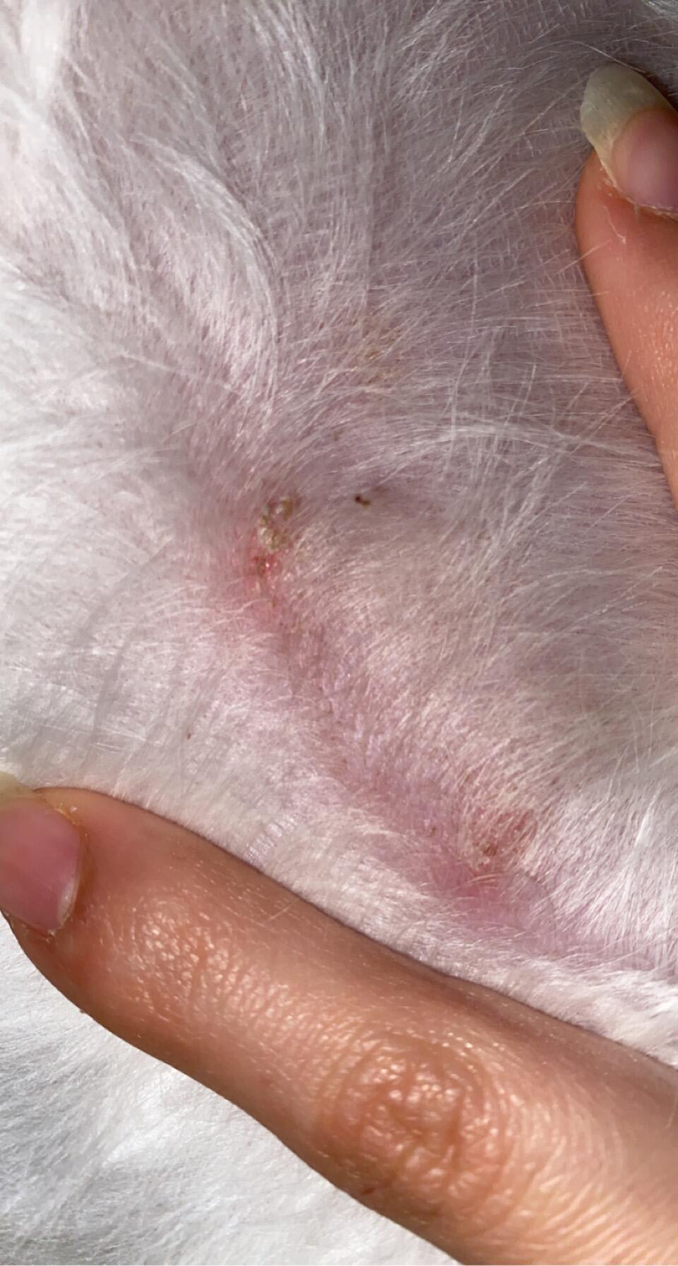 Why does my Maltese have red, scab-like dots on her belly? | Petco