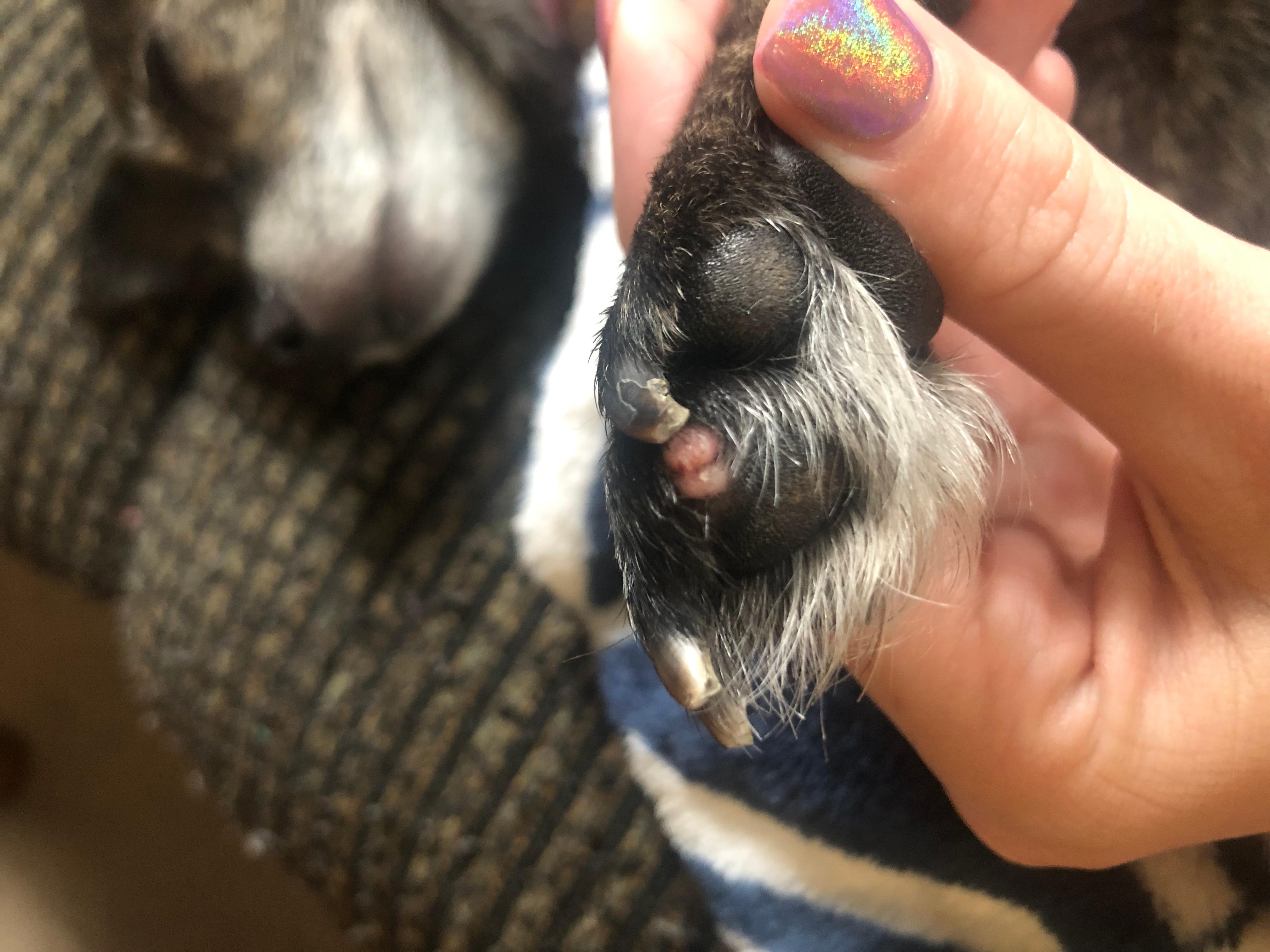 My Dog Has a Red Bump on Their Paw: When Should I See a Vet? | Petco