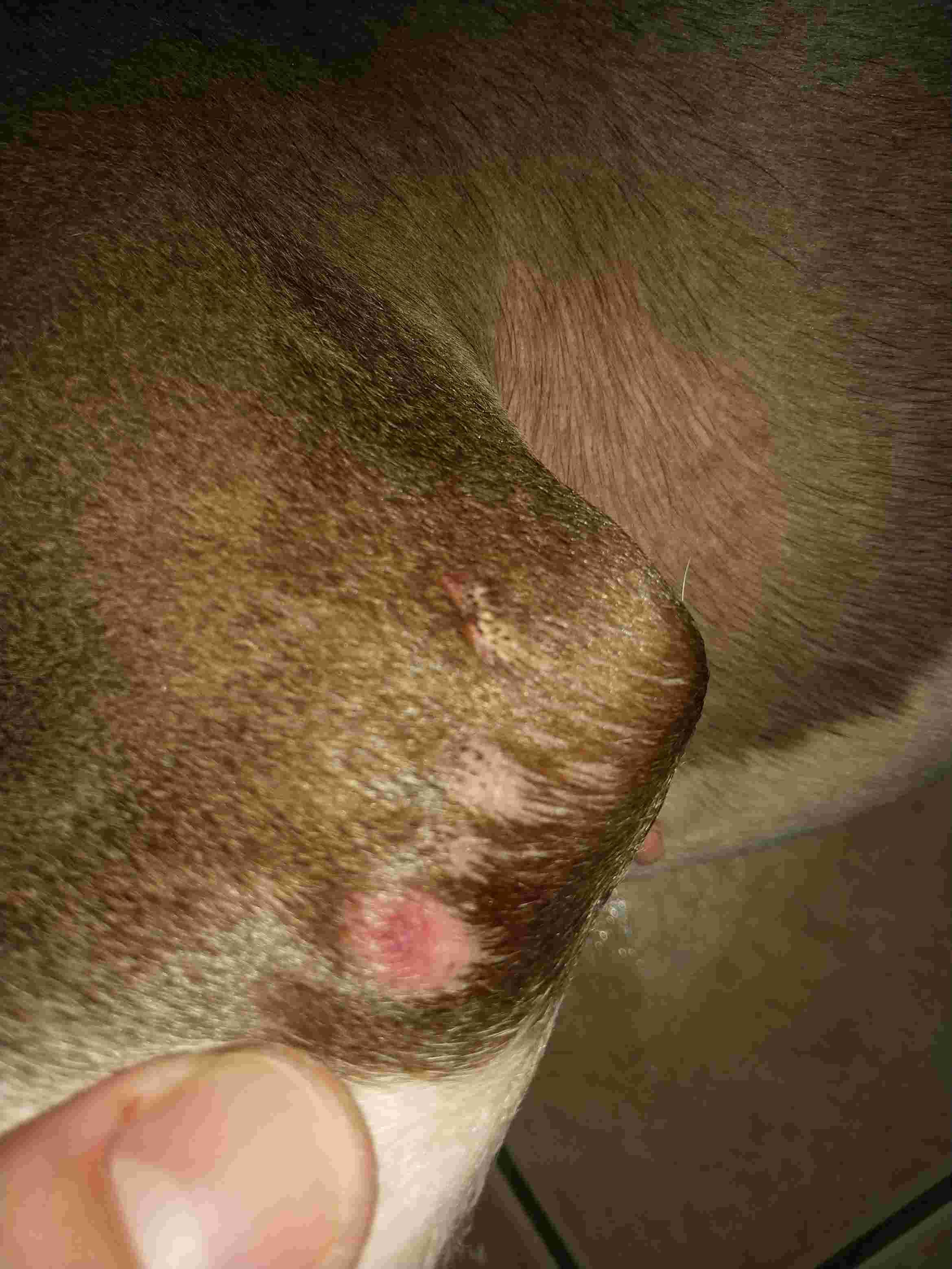 My dog has an elbow lump & abrasions. When to see a vet? | Petco