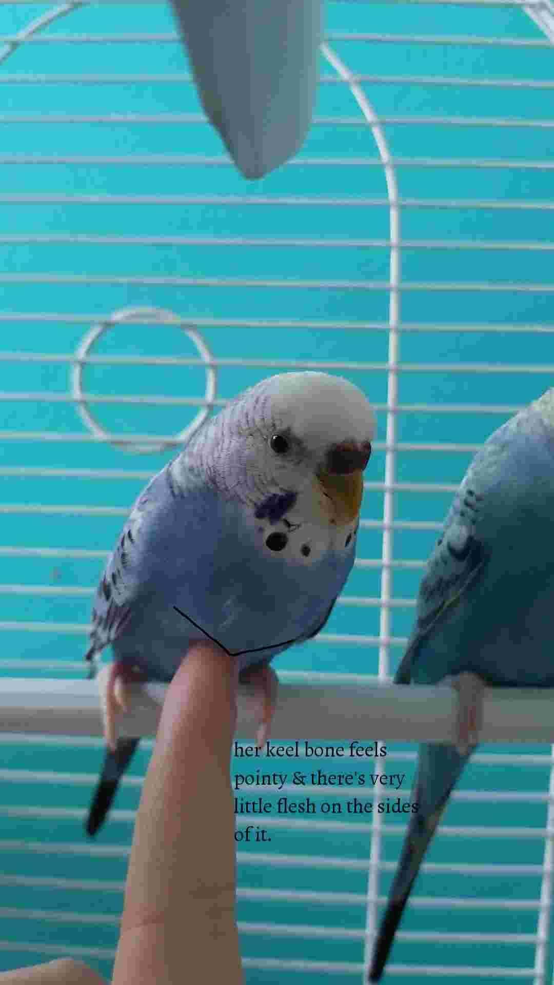 My Budgie is Sick: Home Care Tips When You Can't See a Vet | Petco